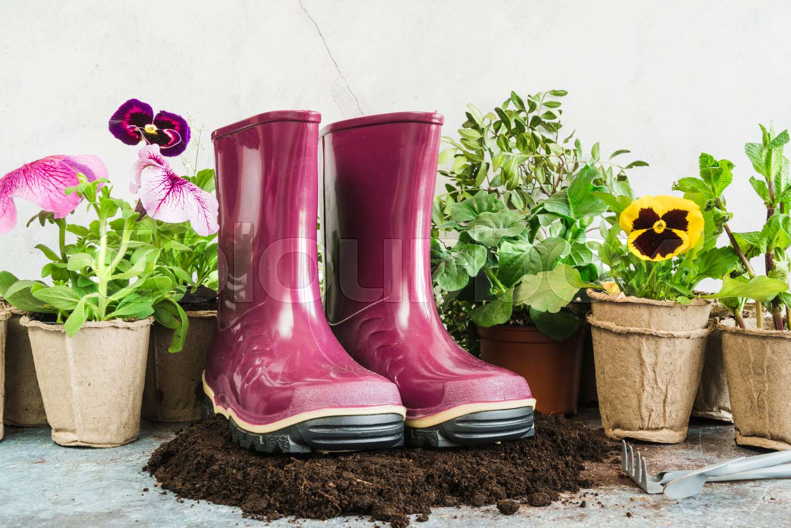 purple pair rubber boot soil with peat potted plants - Stock Image ...