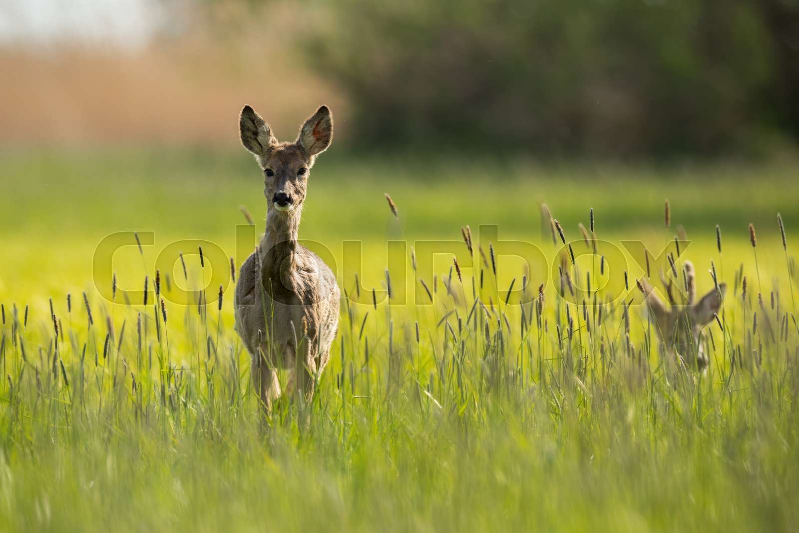 Roe deer female approaching on meadow in spring sunlight | Stock image ...