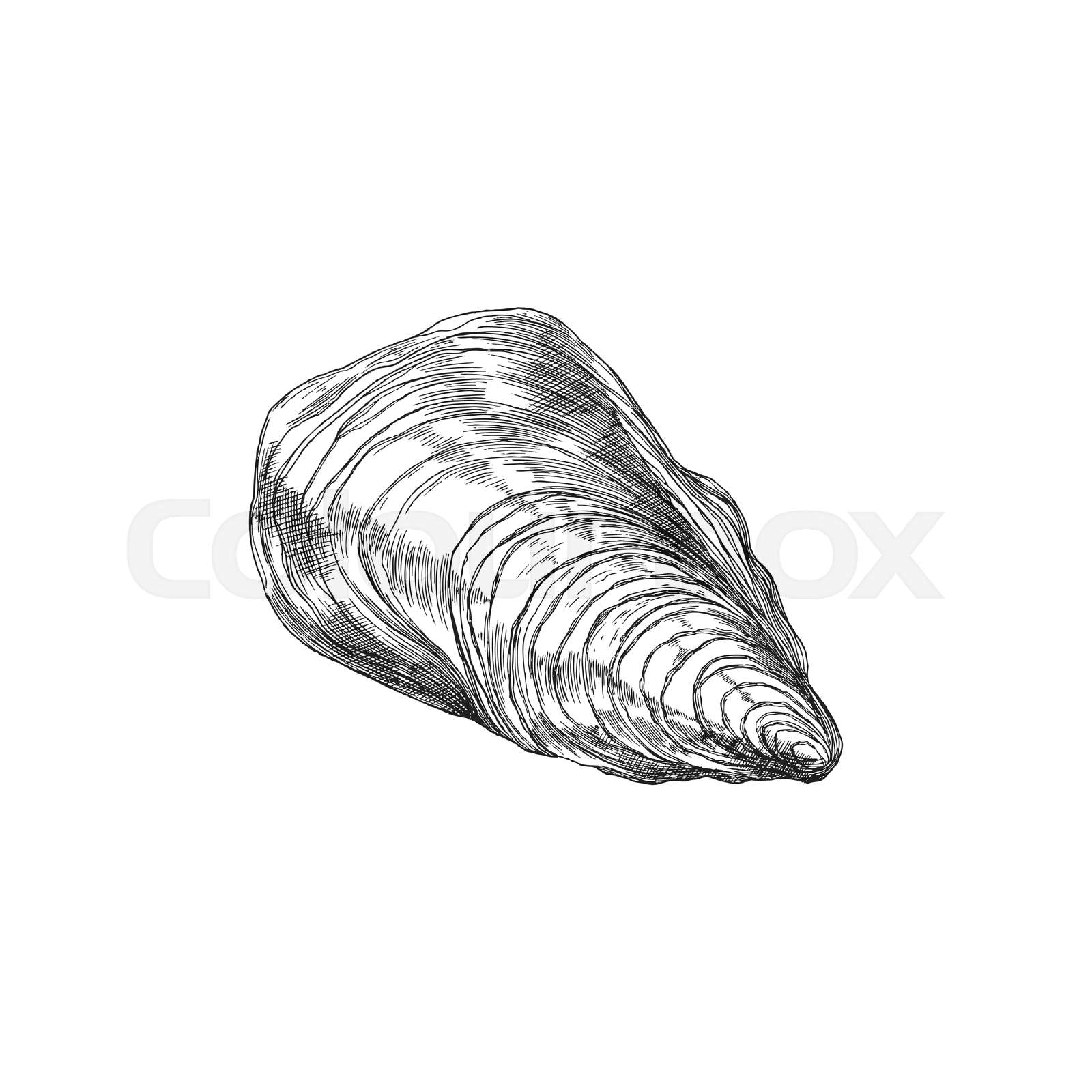 Seashell closed top view hand drawn engraving vector illustration ...