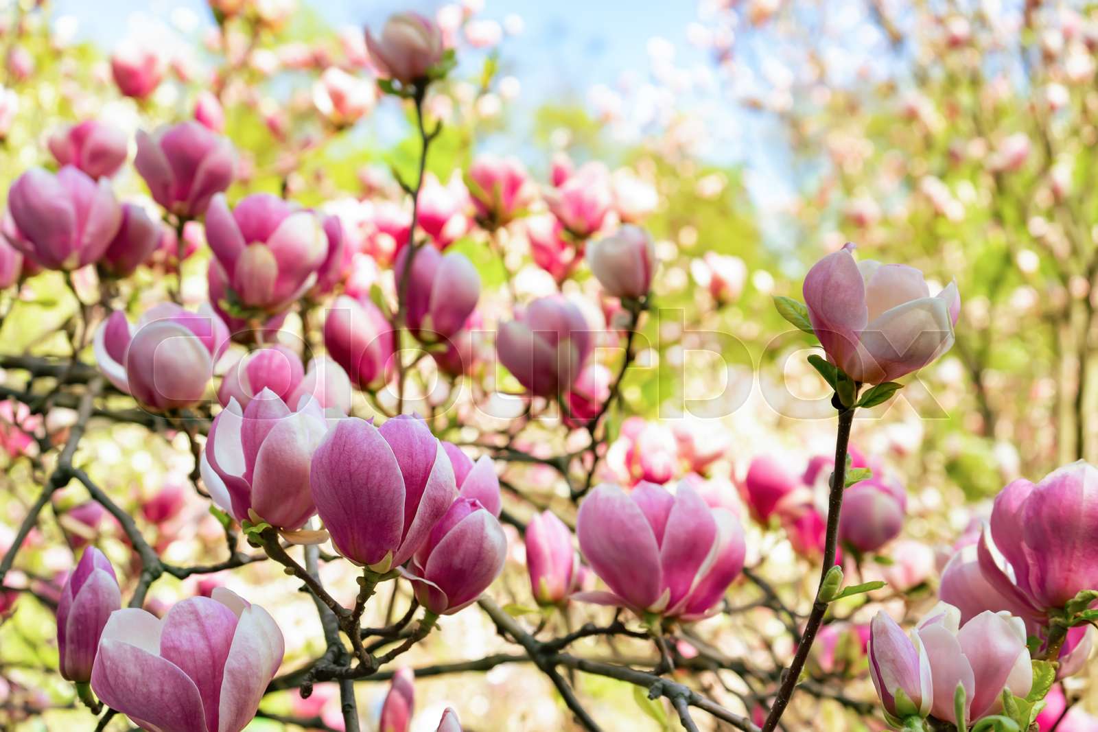 Pink Magnolia Flower Branch