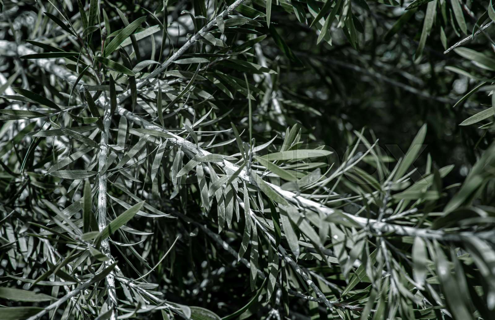 Close-up of branches and leaves of an olive tree. | Stock image | Colourbox
