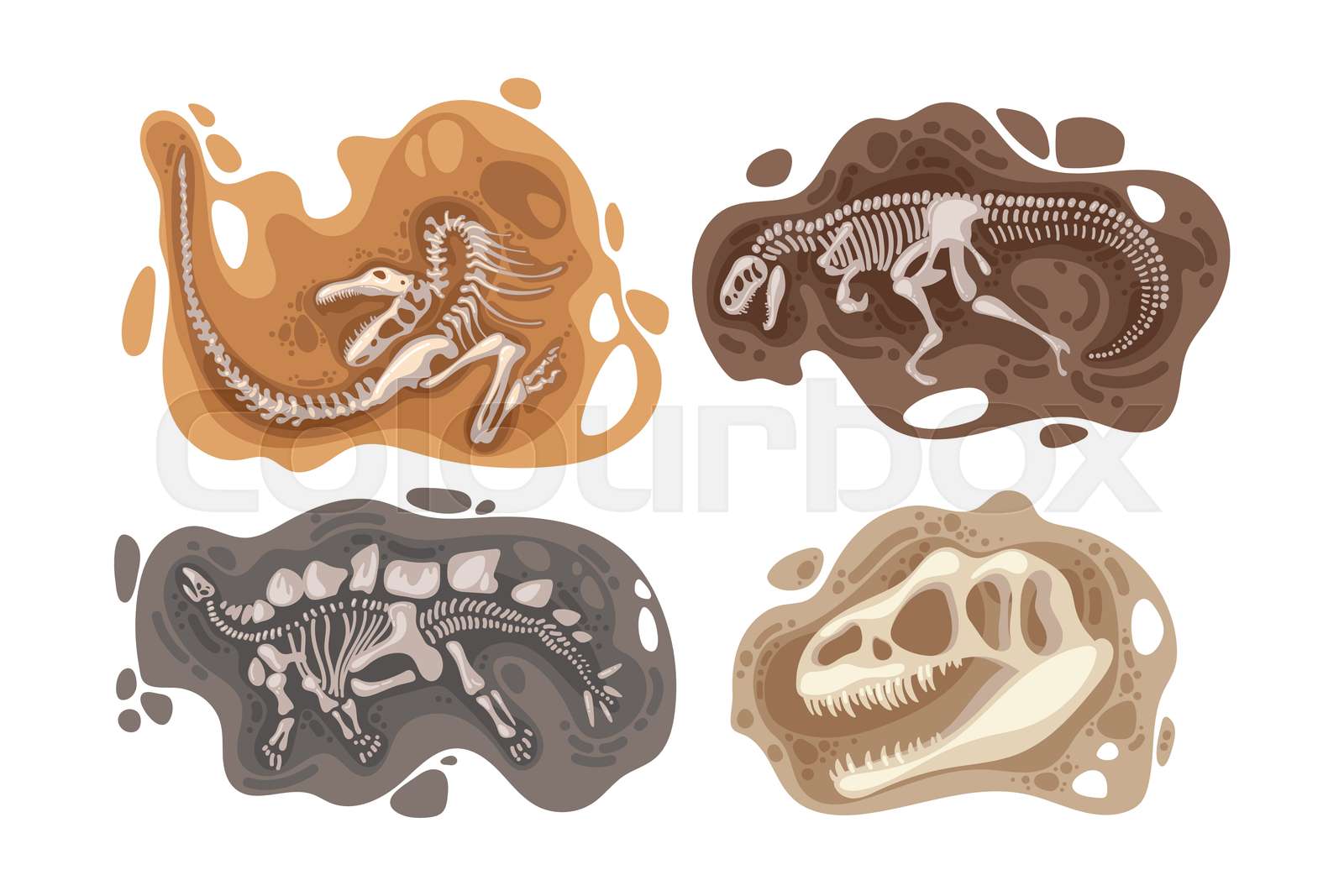 Dinosaur fossils vector illustrations set | Stock vector | Colourbox