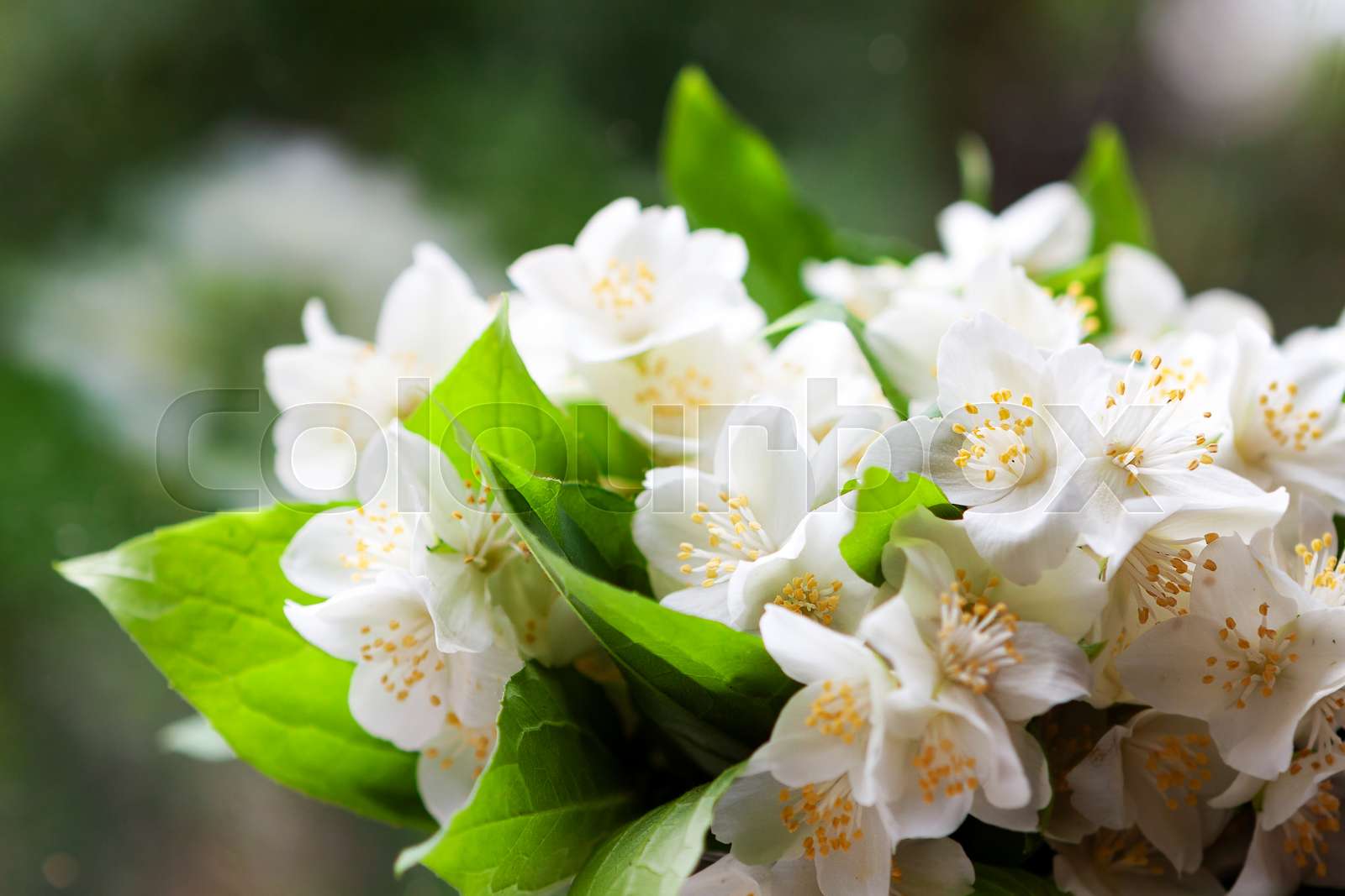 White jasmine in a bouquet on the window close-up | Stock image | Colourbox