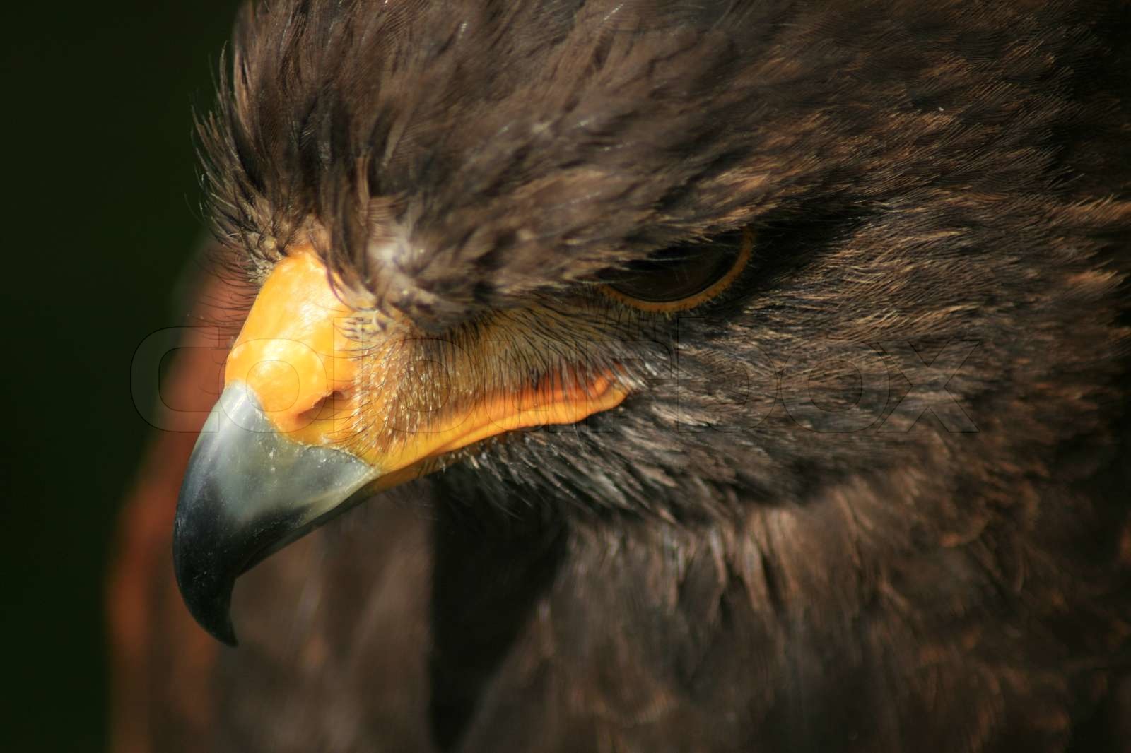 Portrait, close up from a golden eagle with sharp beak and one eye in ...
