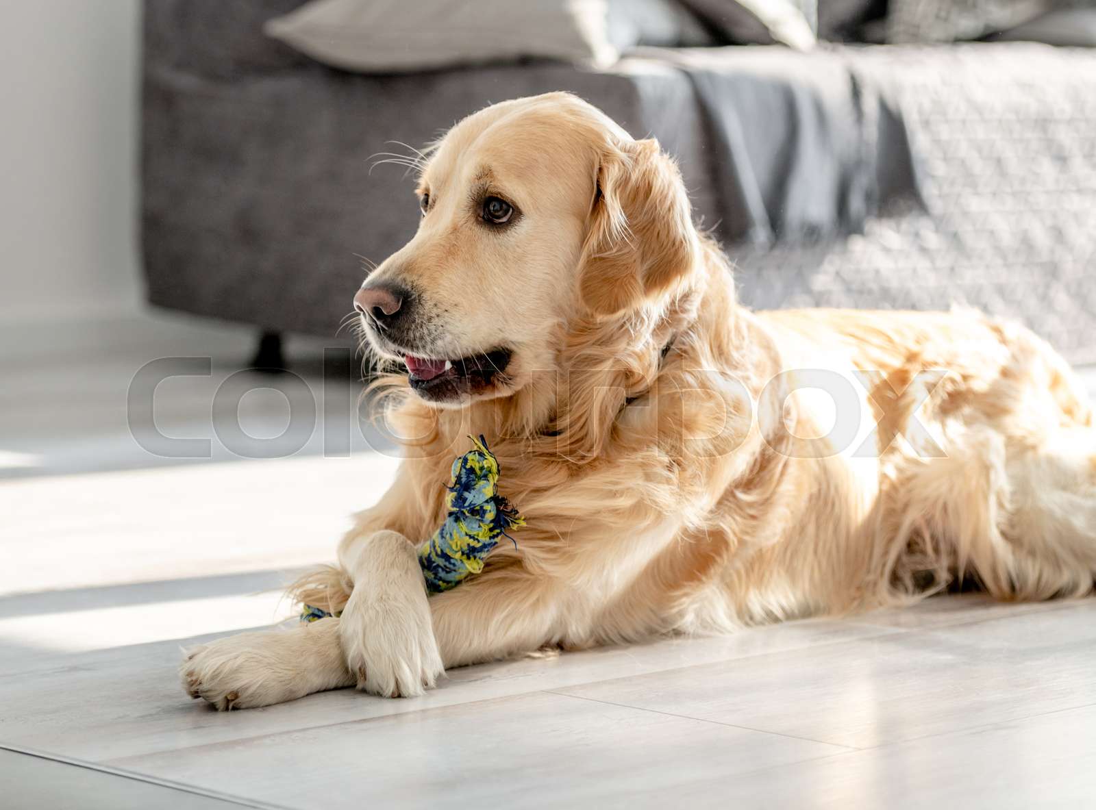 Golden retriever dog at home | Stock image | Colourbox