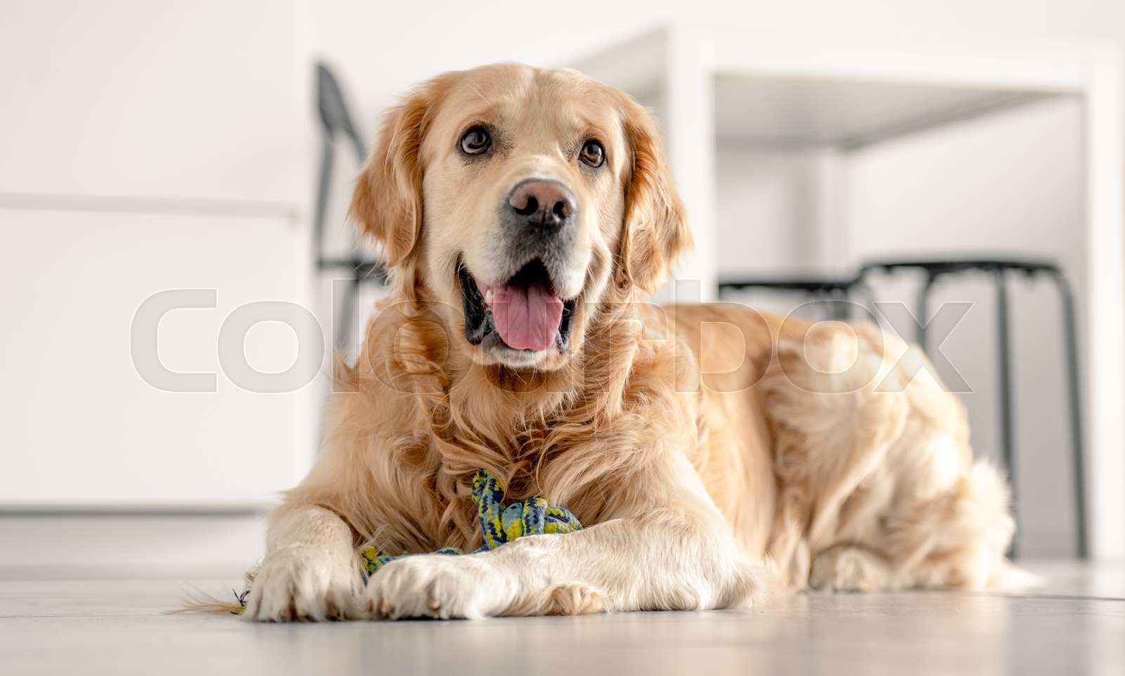 Golden retriever dog at home | Stock image | Colourbox