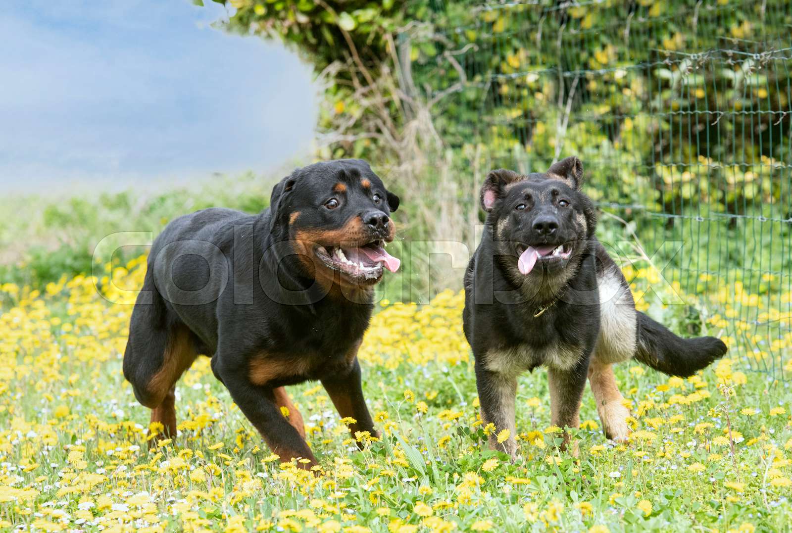 german shepherd and rottweiler in nature | Stock image | Colourbox
