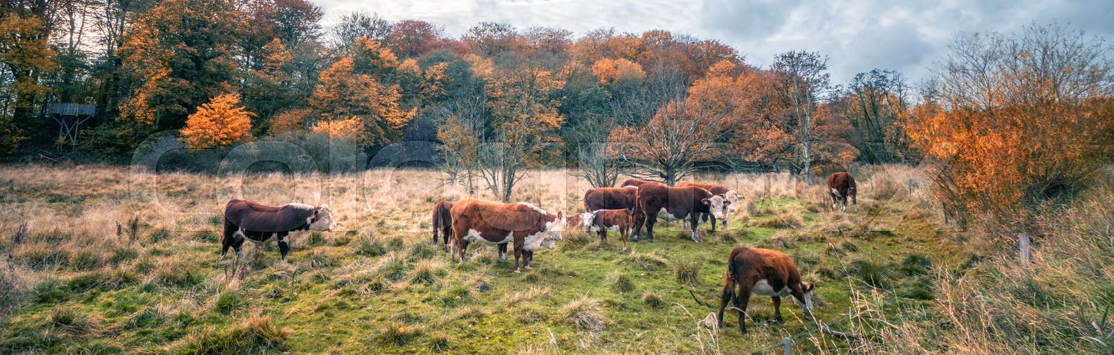 Hereford cattle in a panorama scenery | Stock image | Colourbox