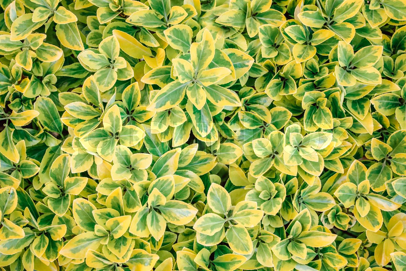 Green bright leaves | Stock image | Colourbox