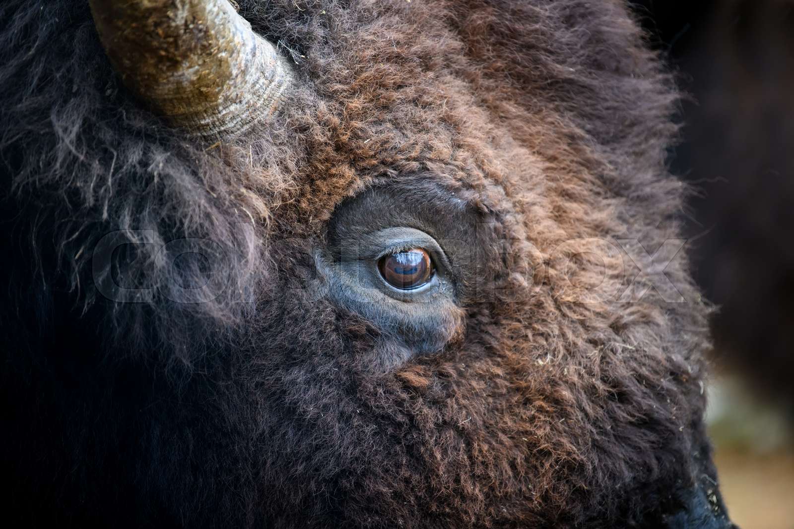 Eye portrait of European bison. Eye of big brown animal in the nature ...