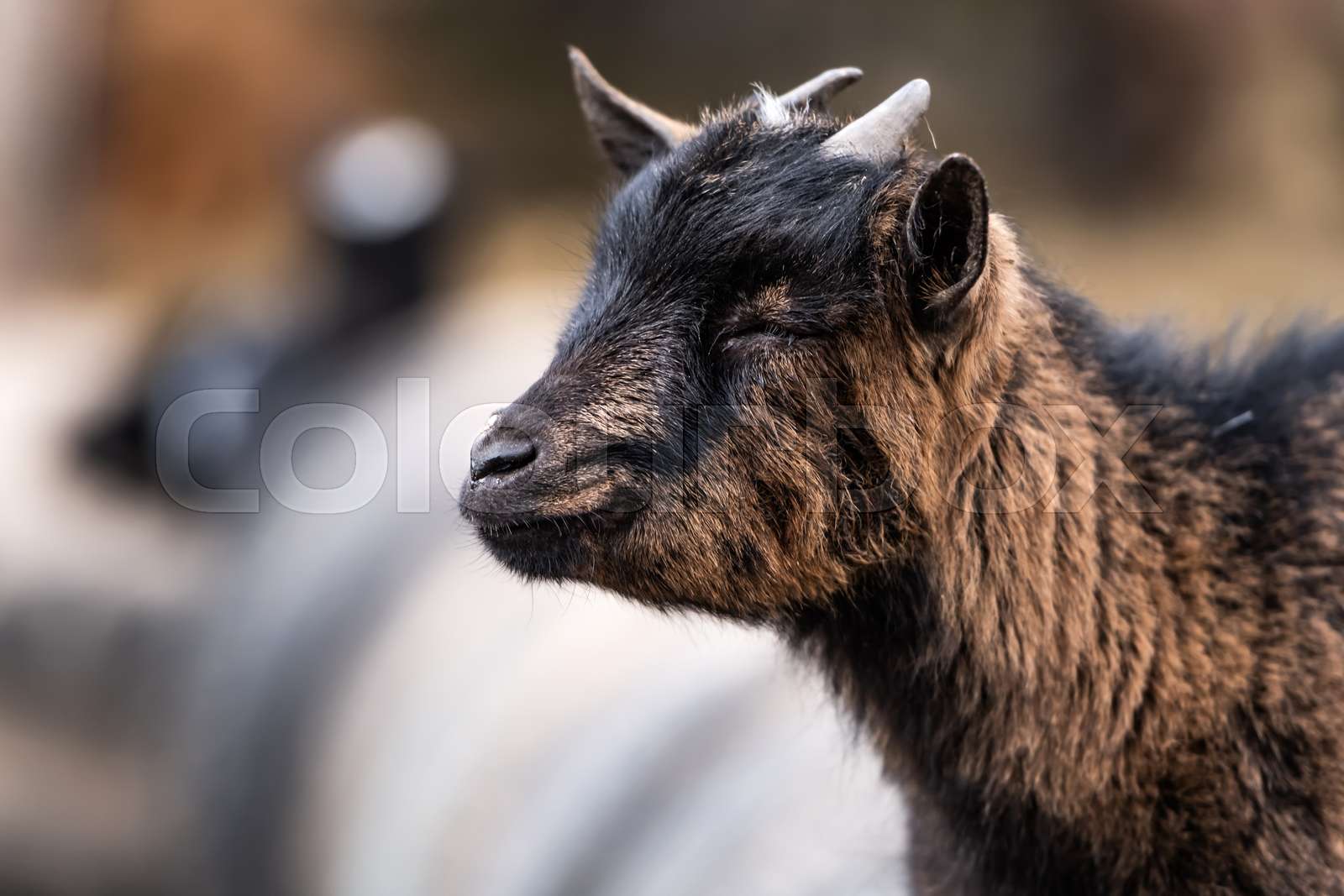African pygmy goat portrait | Stock image | Colourbox