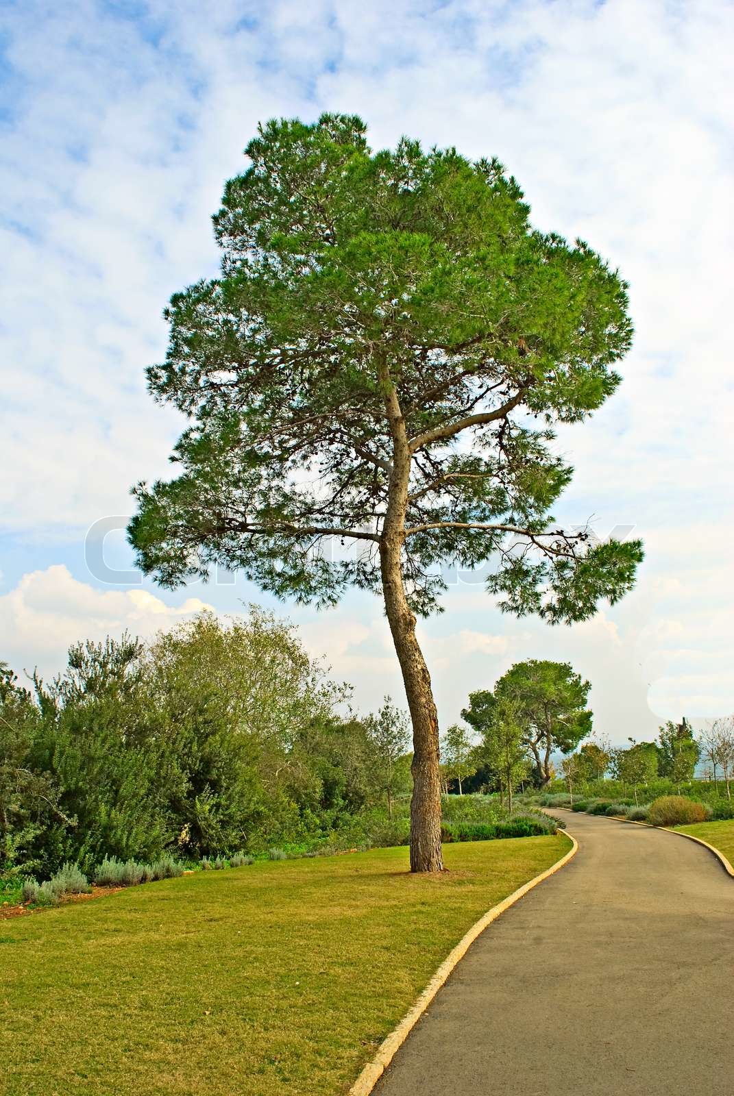 Pine tree | Stock image | Colourbox