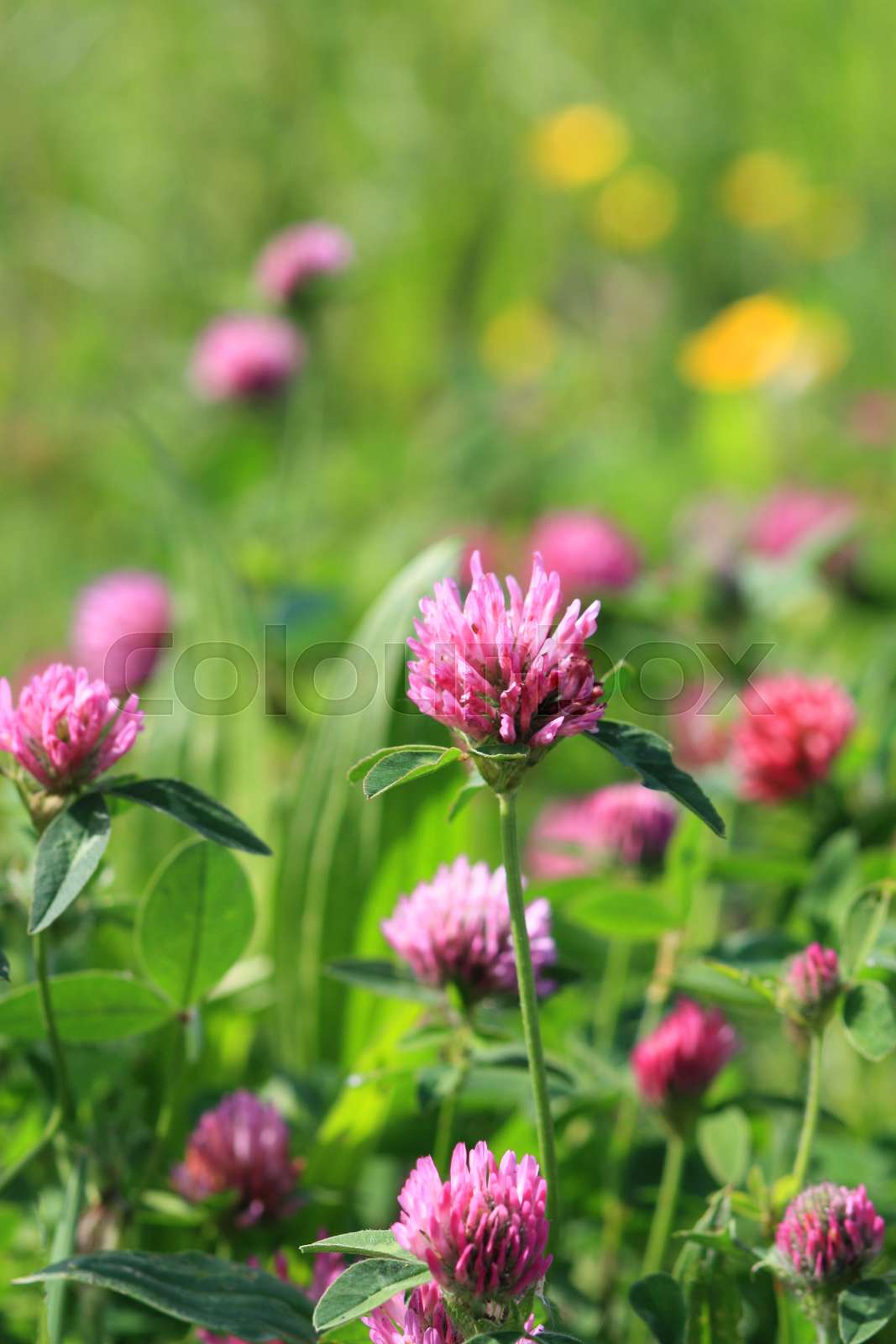 Clover Flower Field