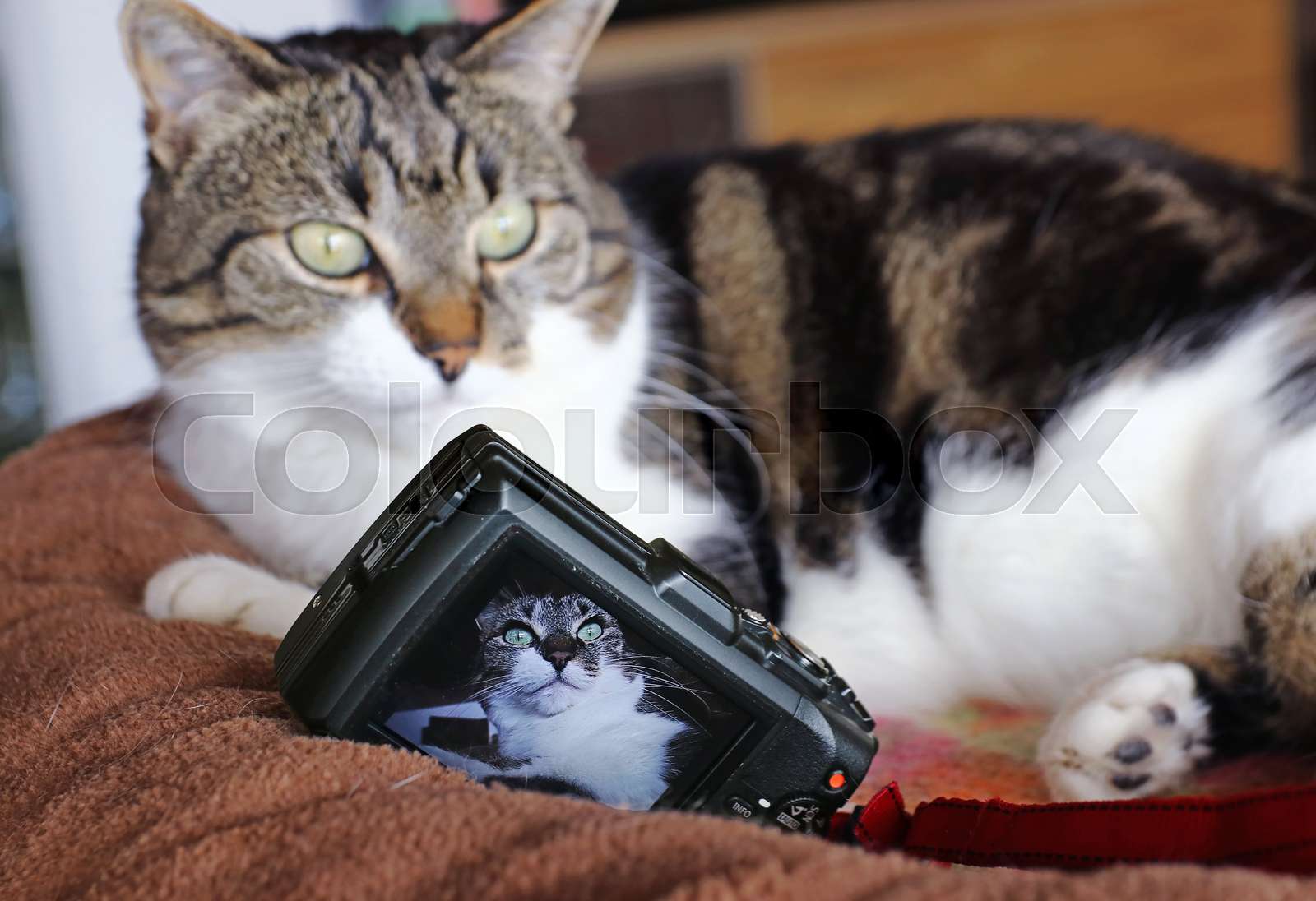 cat, video, recording | Stock image | Colourbox