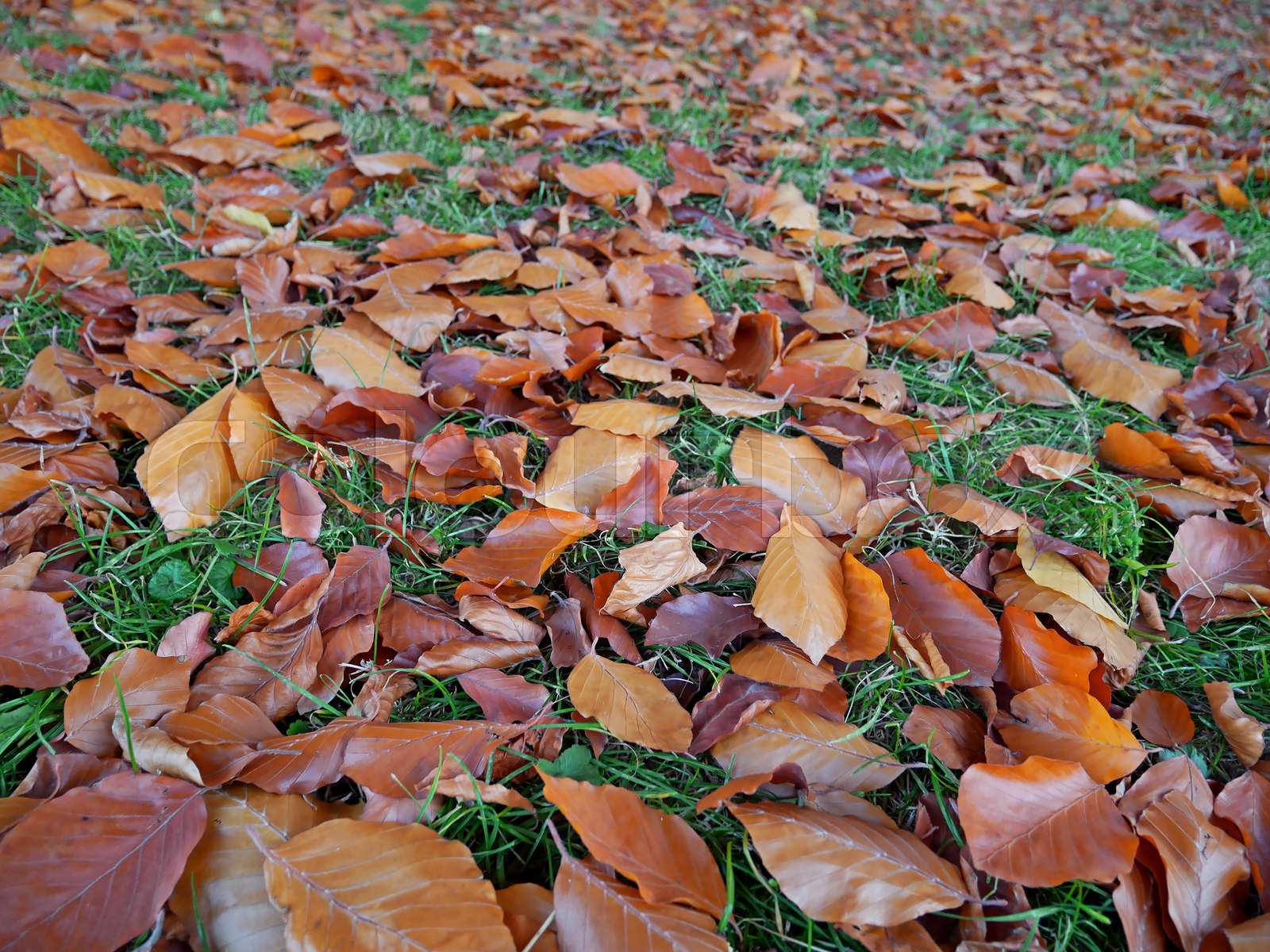 Fresh orange falling leaves of black beech | Stock image | Colourbox