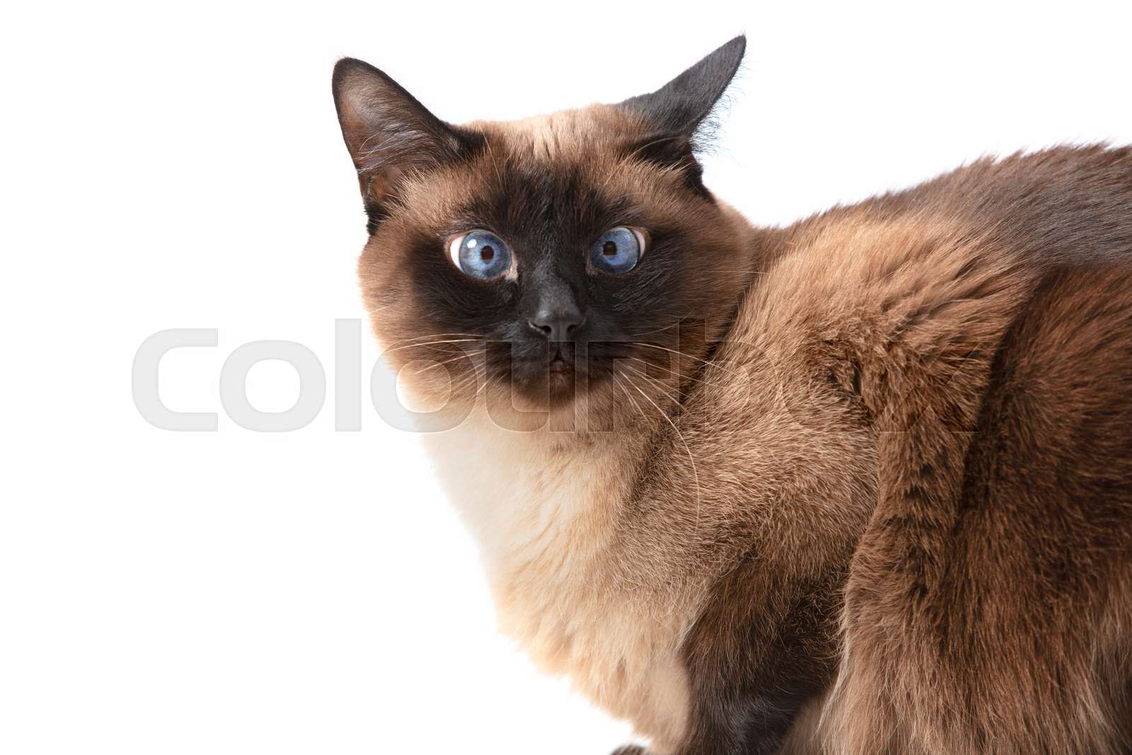 Brown Siamese Cats