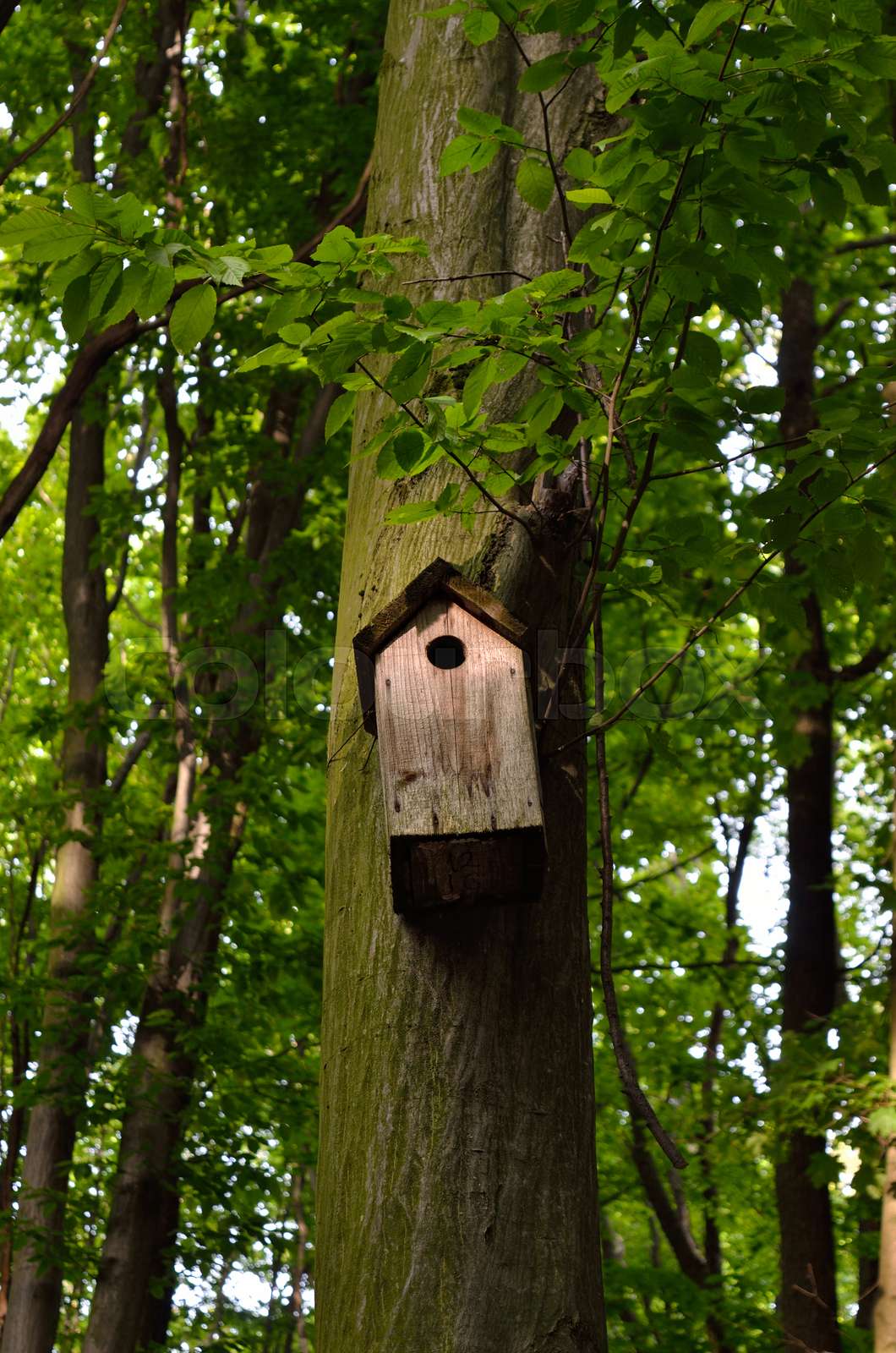 Birdhouse on a high tree in the forest | Stock image | Colourbox
