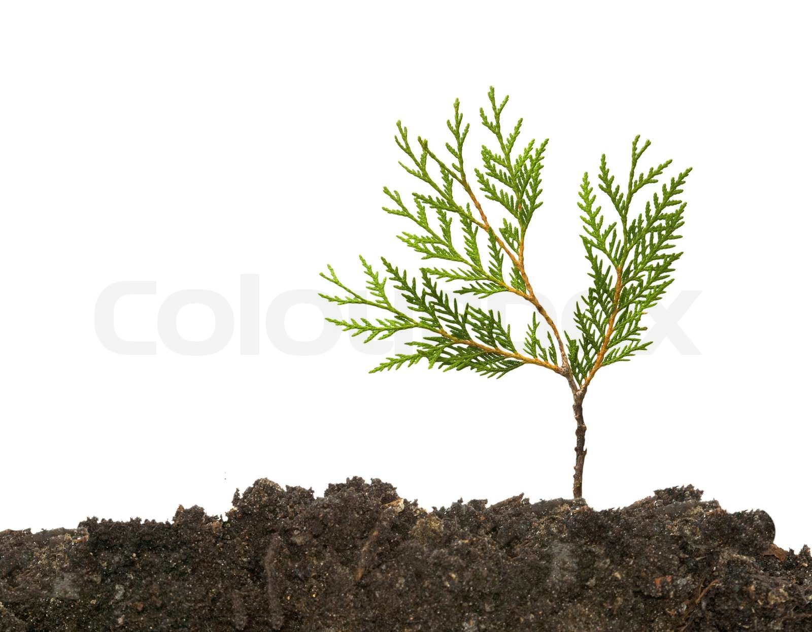 Tree shoot isolated white onbackground | Stock image | Colourbox