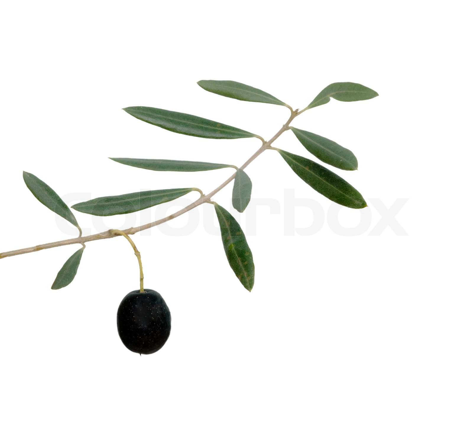 olivengren med frugt isoleret på hvid baggrund | Stock foto | Colourbox