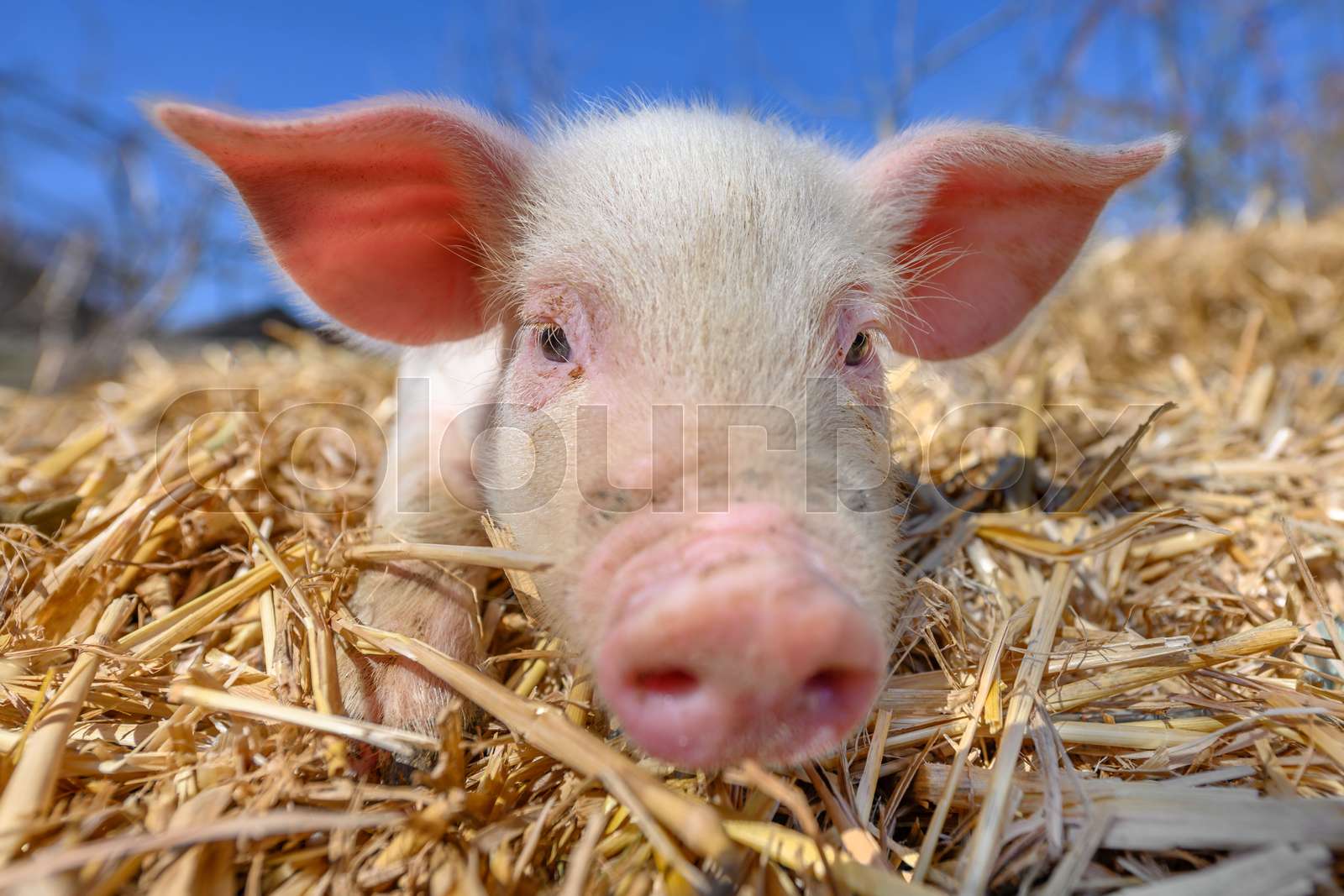 grisling, hø, hog | Stock foto | Colourbox