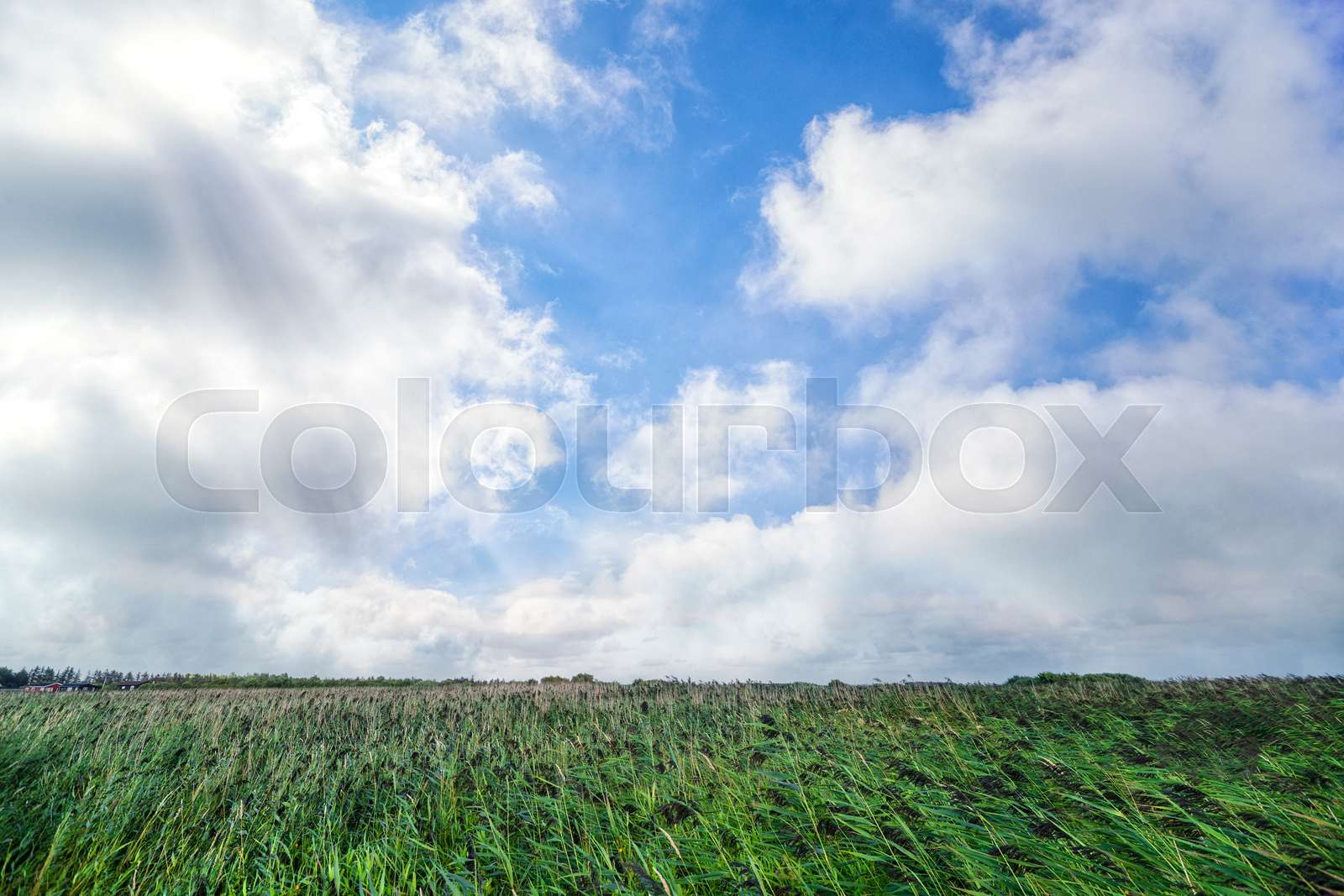 Green rushes with high growth | Stock image | Colourbox