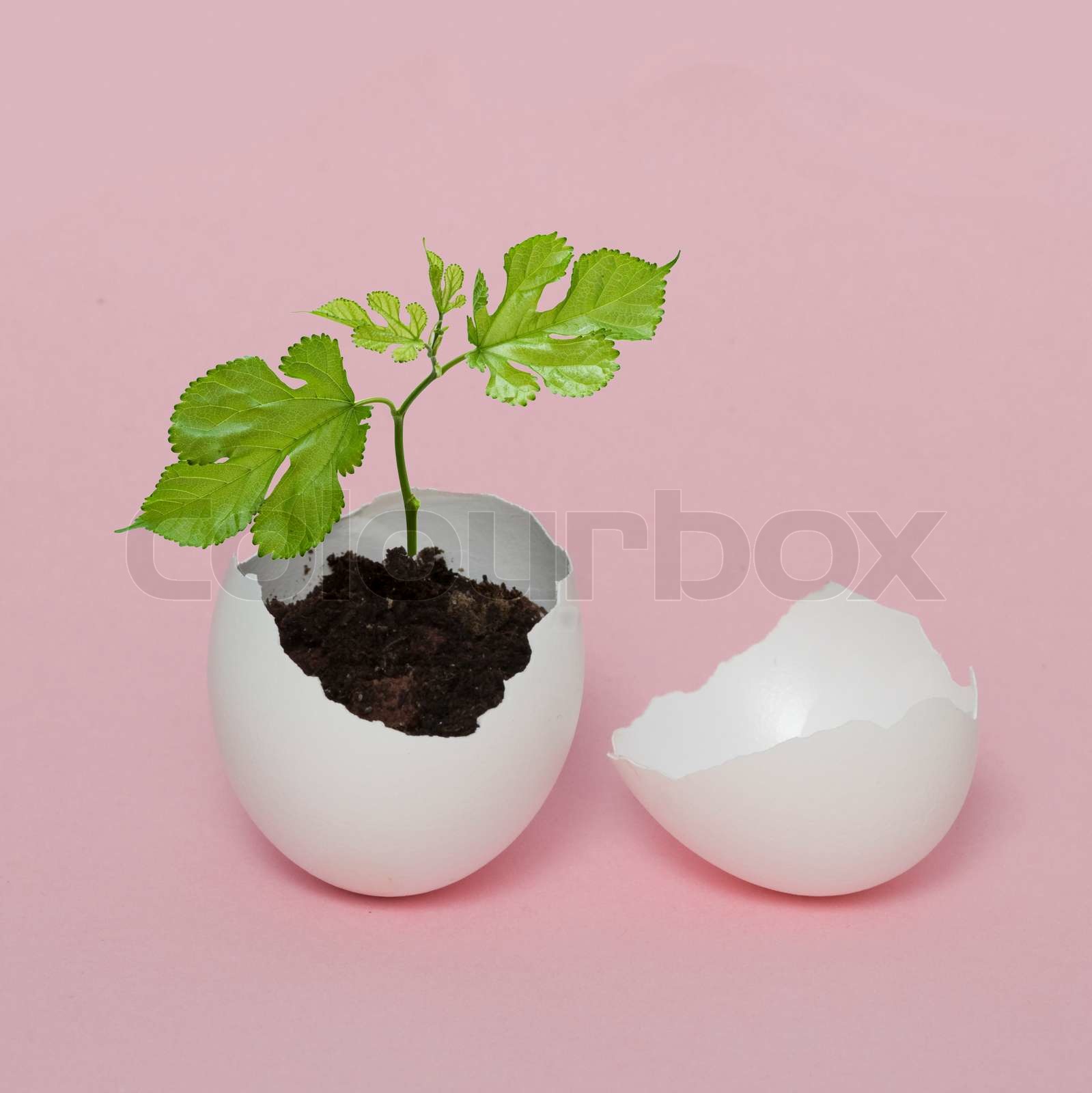 A tree hatching from egg | Stock image | Colourbox
