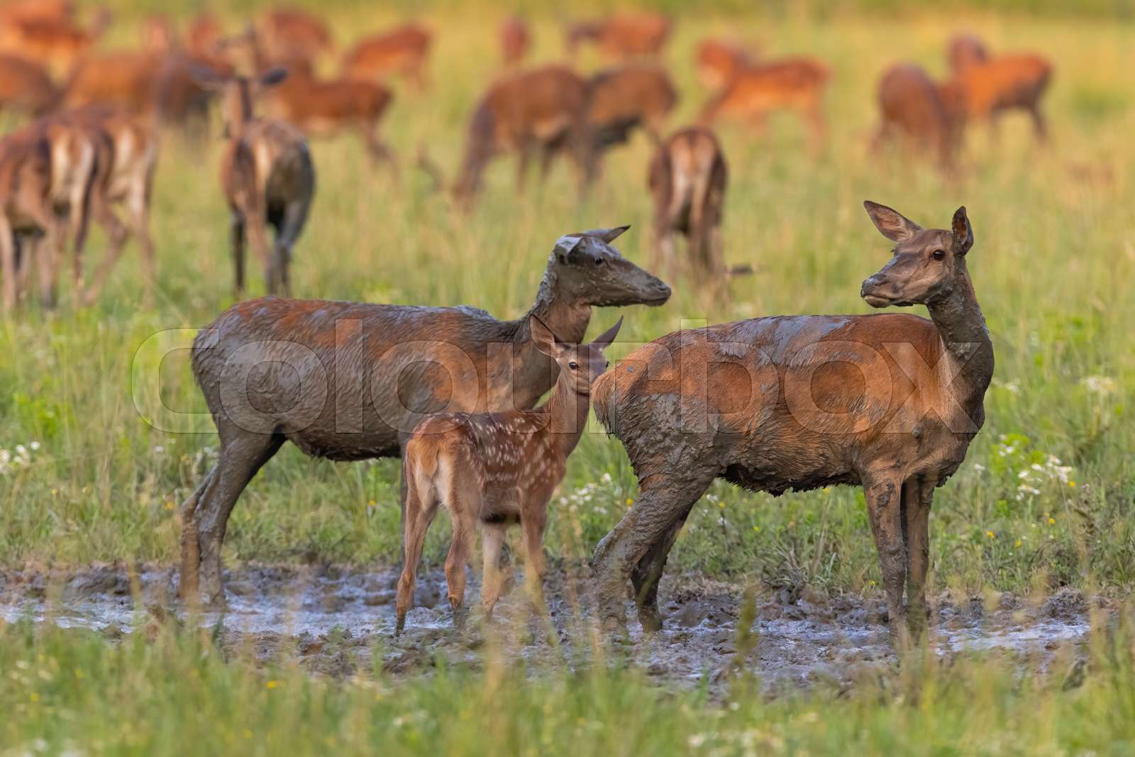 hjorte, vilde, feltet | Stock foto | Colourbox