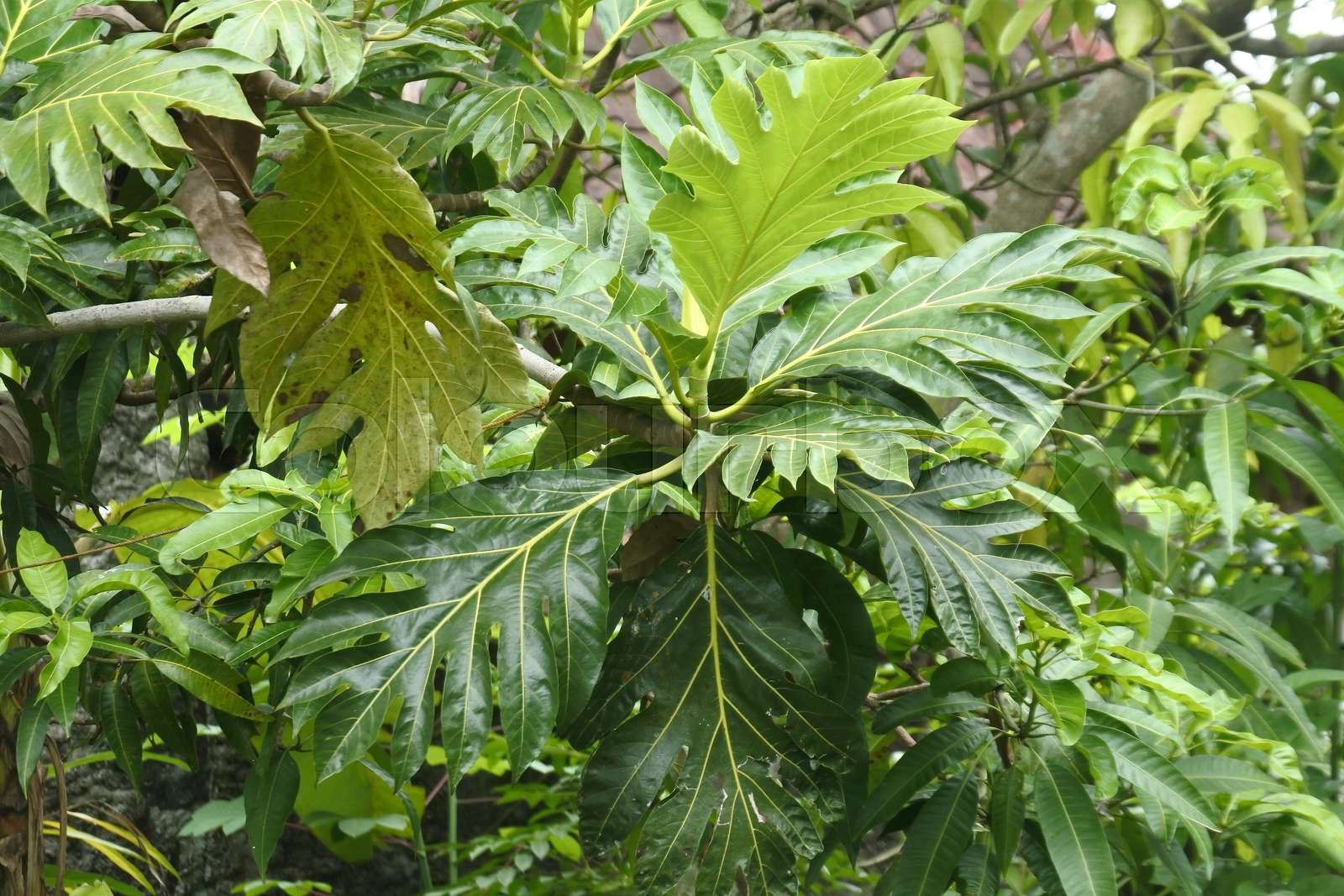Breadfruit Tree Leaf