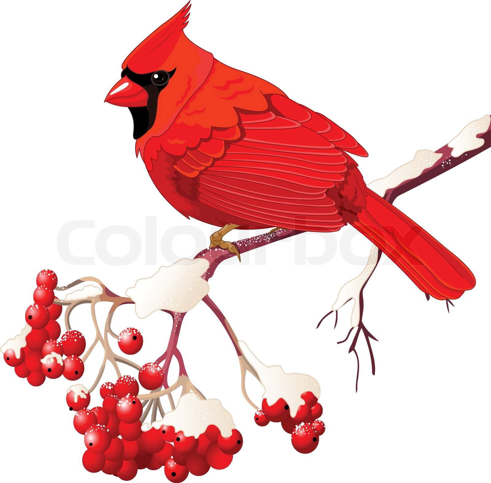 Red Cardinal bird | Stock vector | Colourbox
