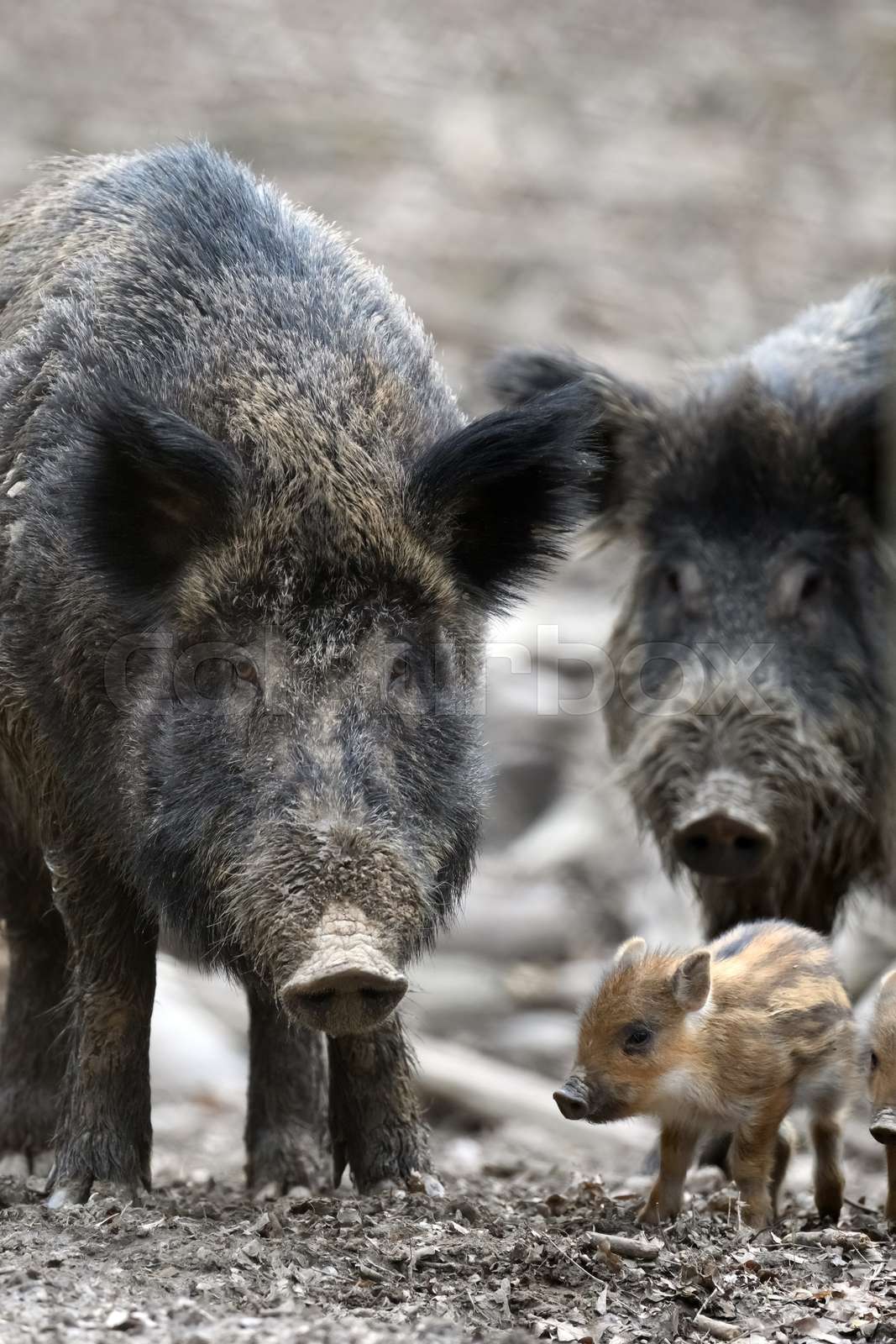 Baby Wild Hogs Animal