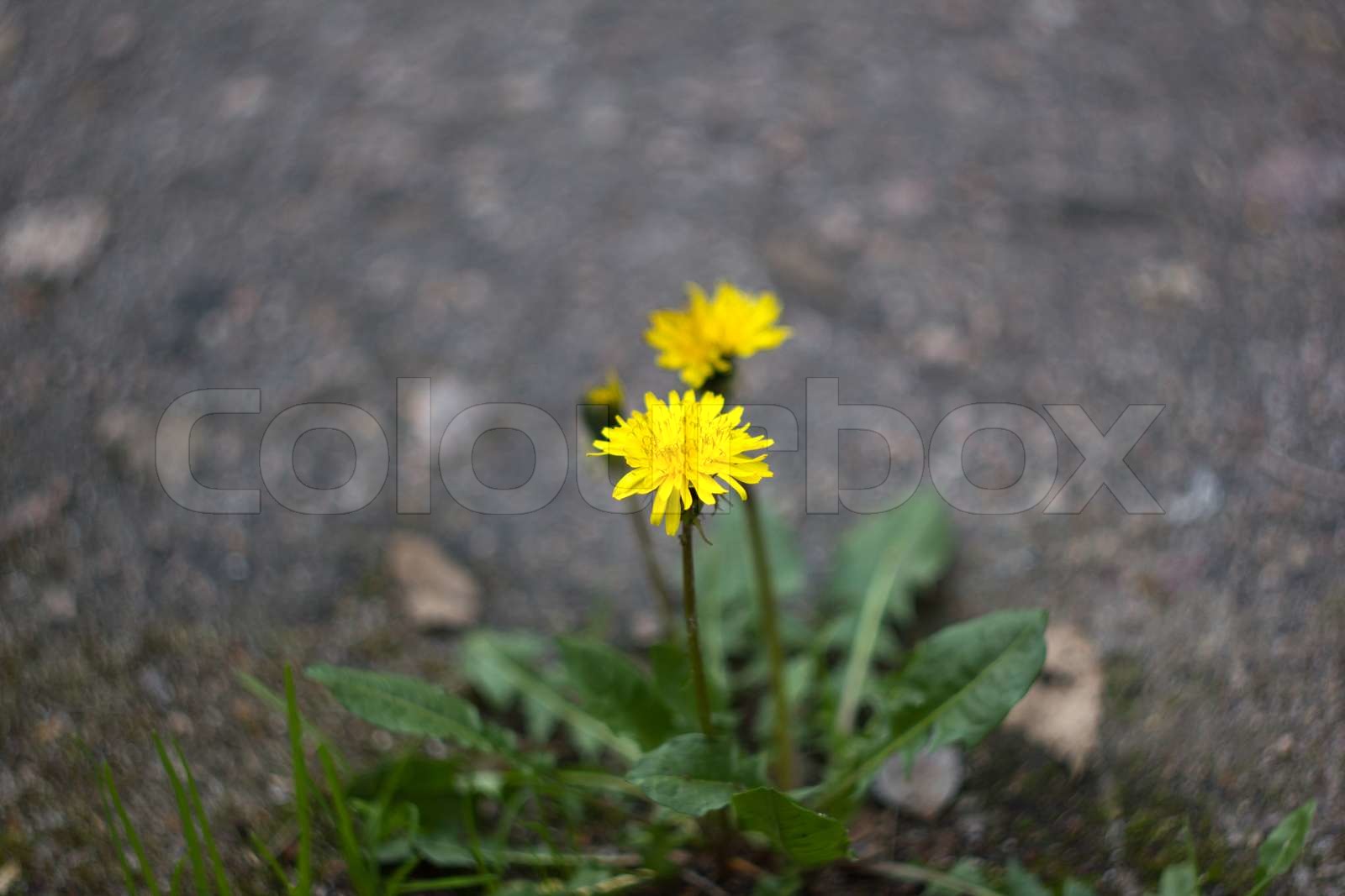 Dandelion over asphalt ground closeup | Stock image | Colourbox