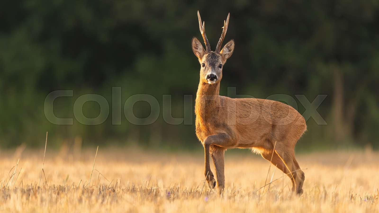 Side view of a roe deer buck with large antlers looking into camera in ...