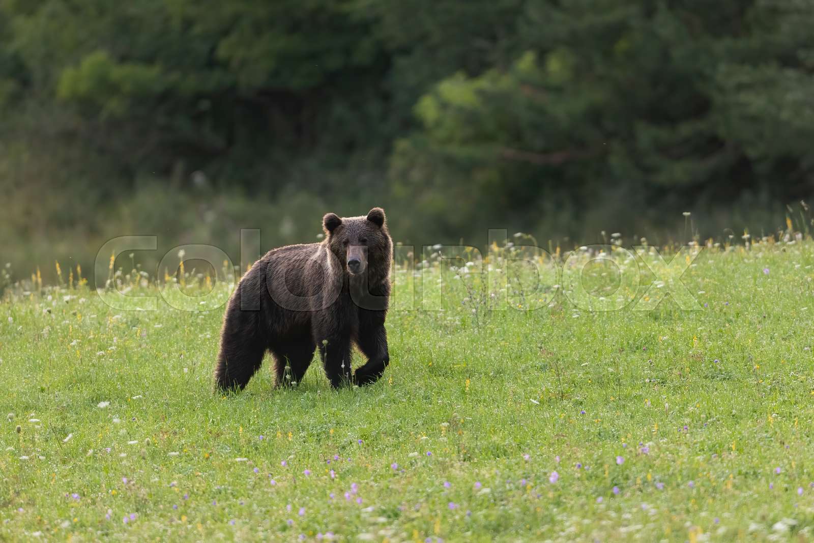 Massive brown bear looking into the camera on open clearing in summer ...