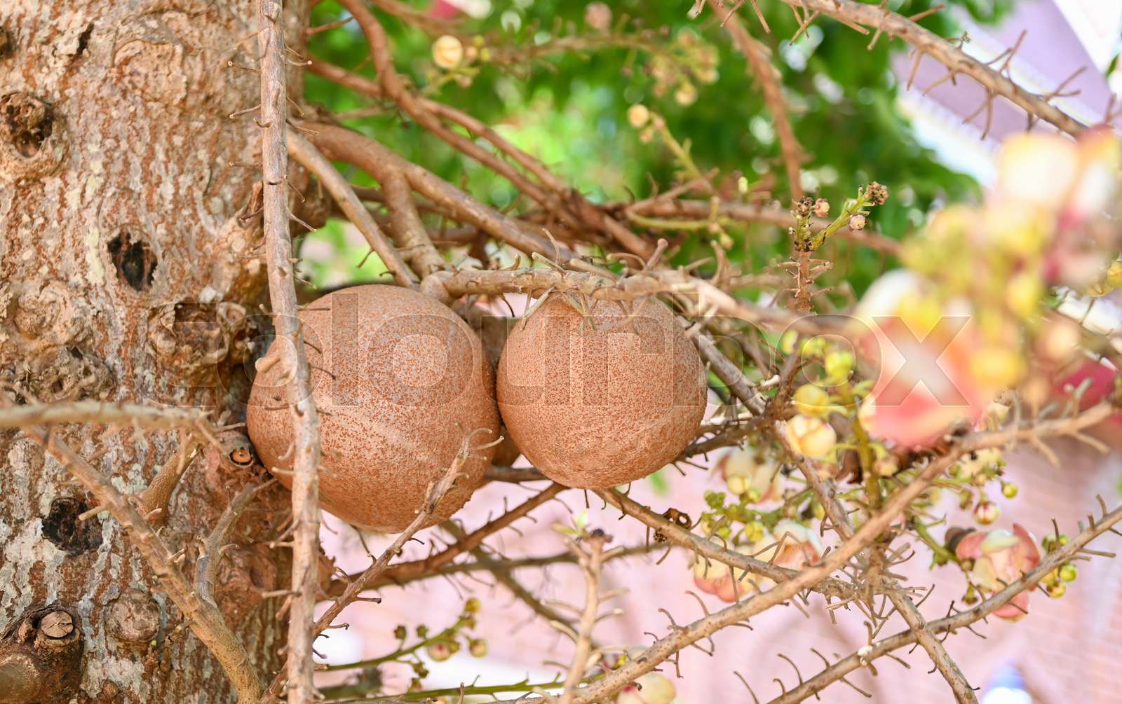 Cannonball fruit on the cannonball tree with flower, Shorea robusta ...
