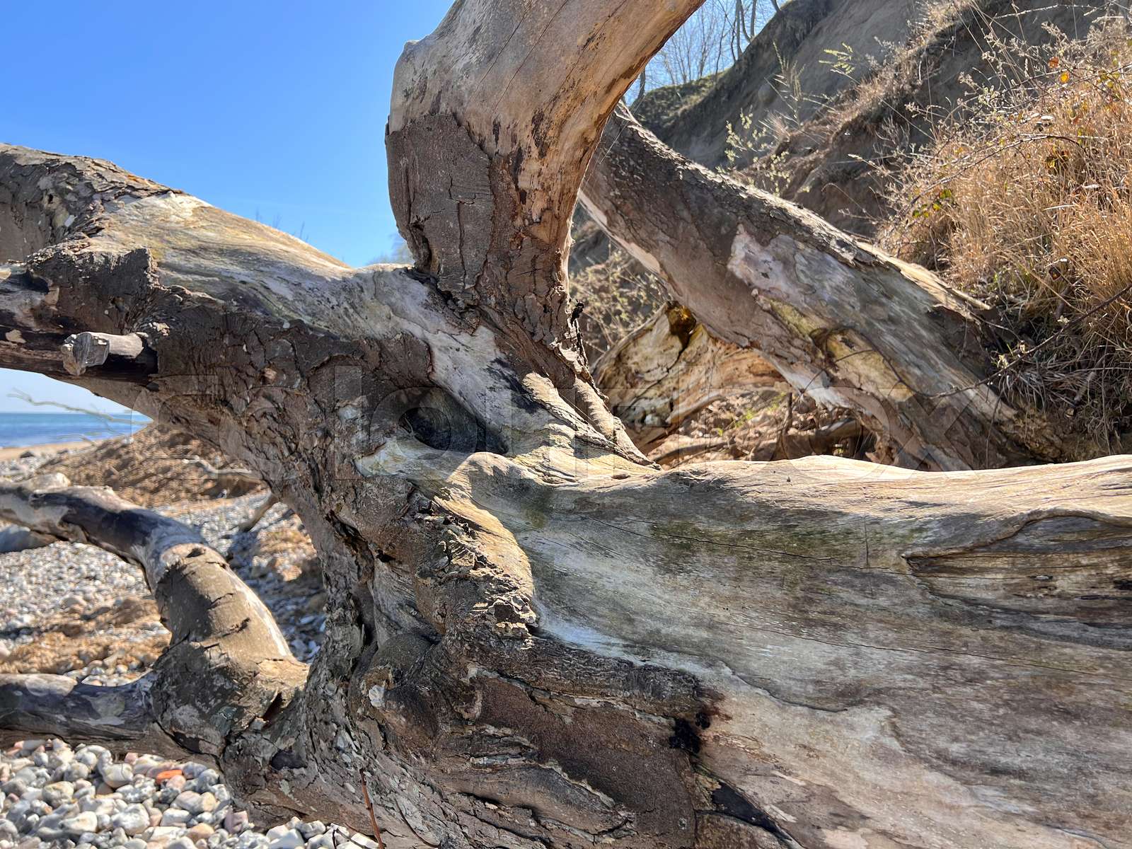 Close up photo of dry beautiful old tree | Stock image | Colourbox