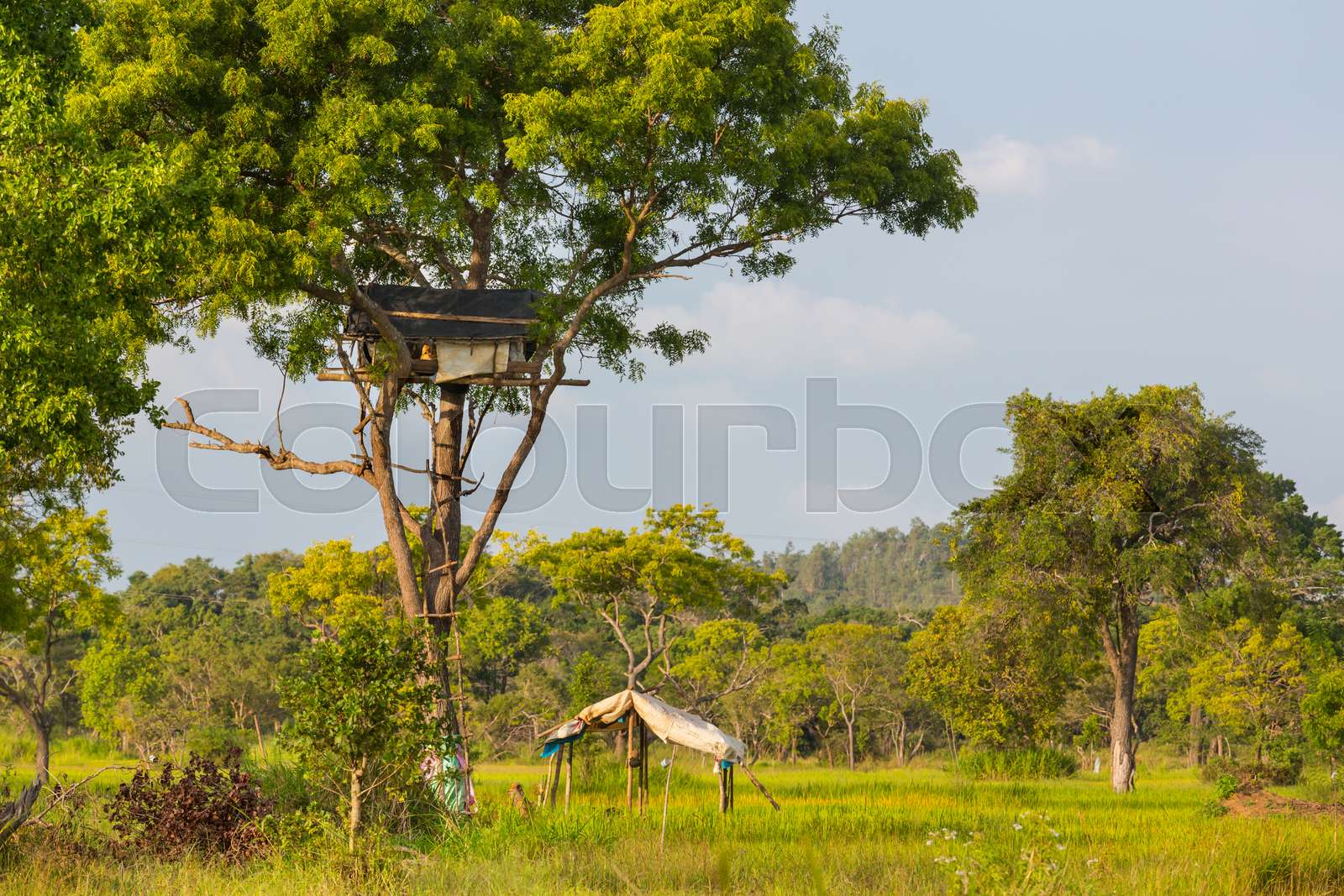 Hut on tree | Stock image | Colourbox
