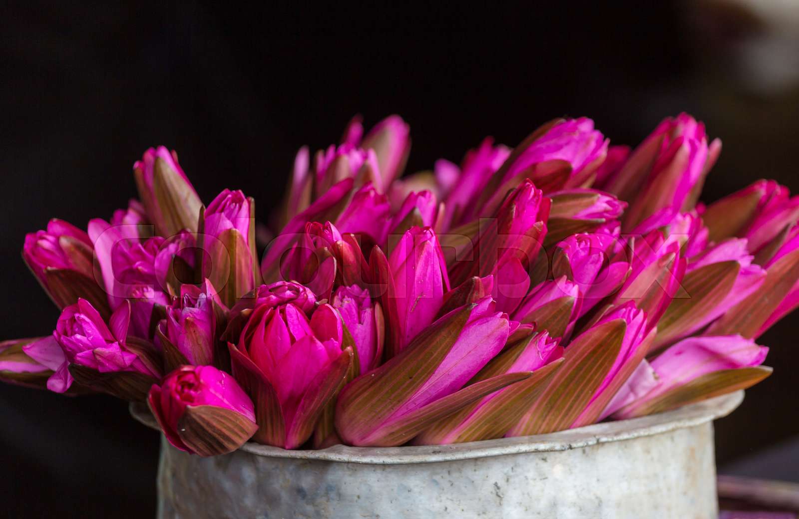 Lotus in pot | Stock image | Colourbox
