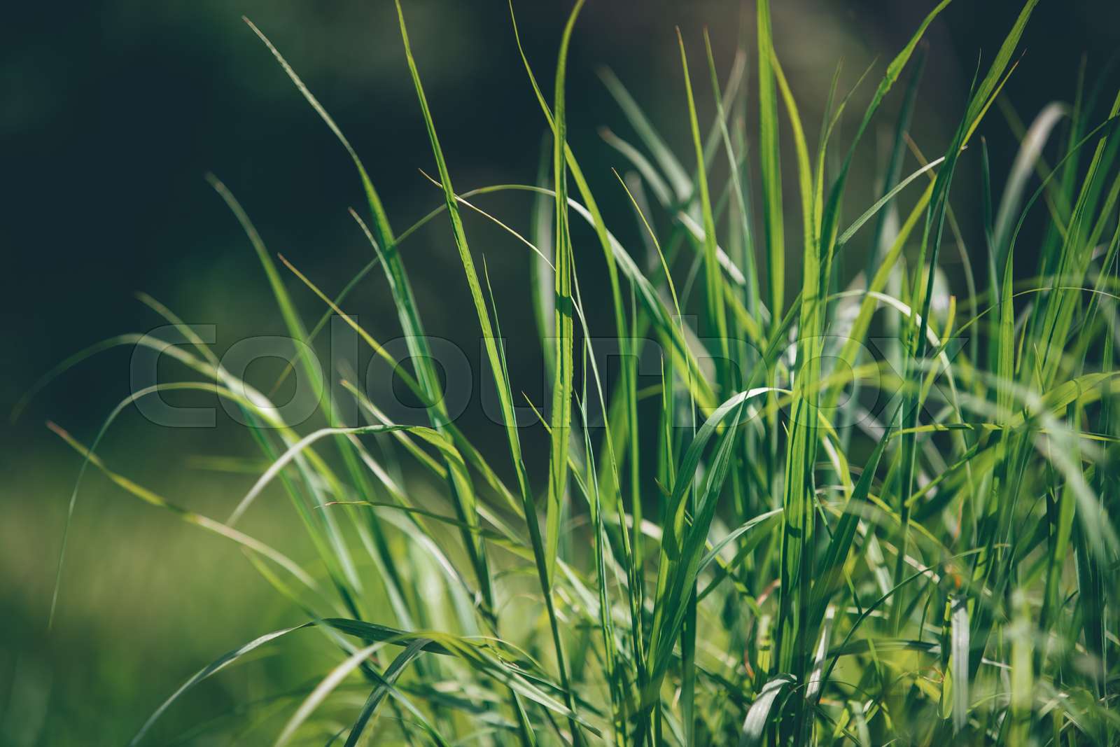 Green Grass Background | Stock image | Colourbox