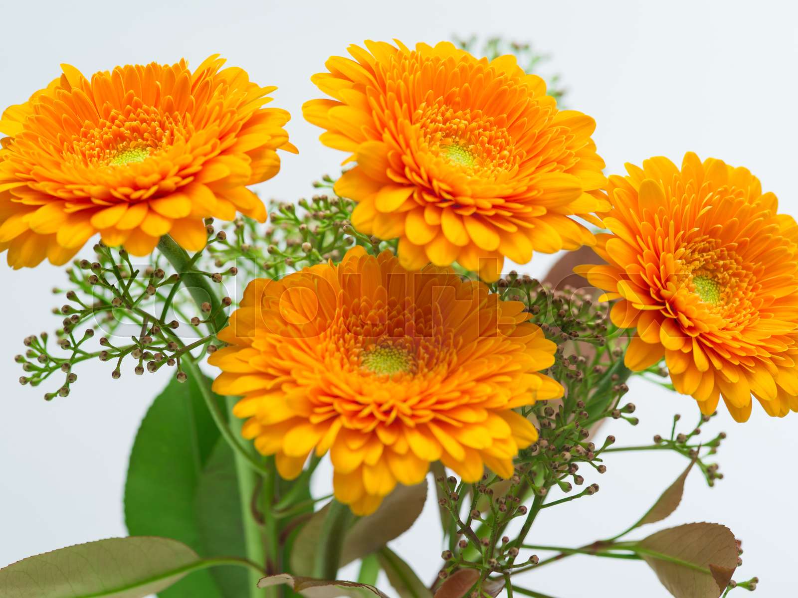 Four orange Gerbera flowers | Stock image | Colourbox