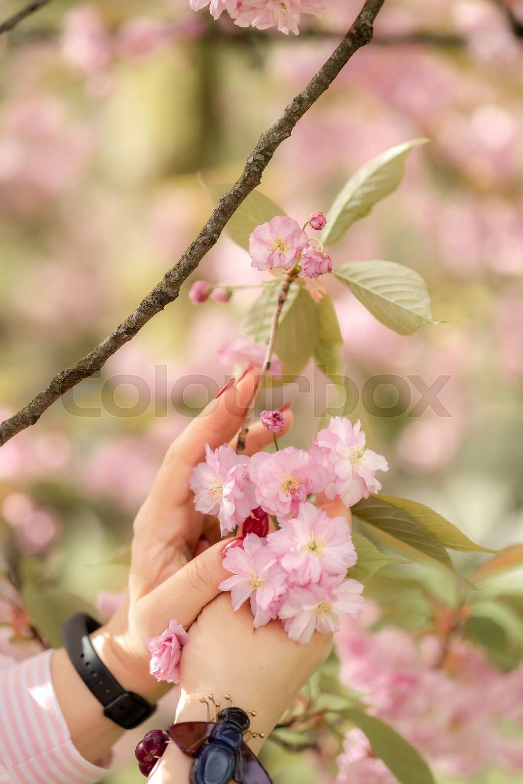 Female hand holding sakura flowers | Stock image | Colourbox