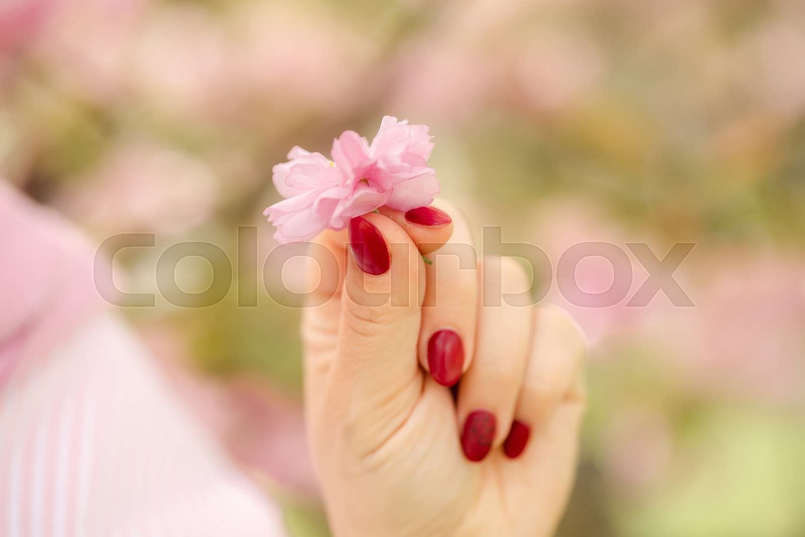 Female hand holding sakura flowers | Stock image | Colourbox