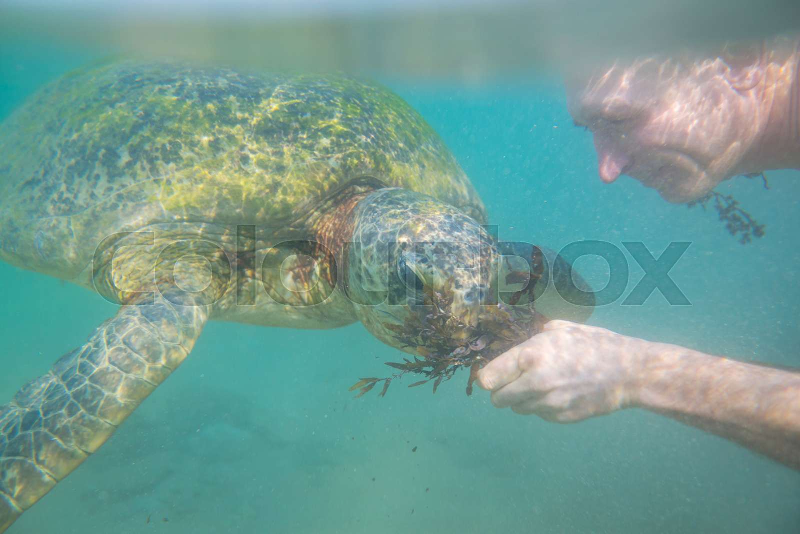 Turtle and boy | Stock image | Colourbox