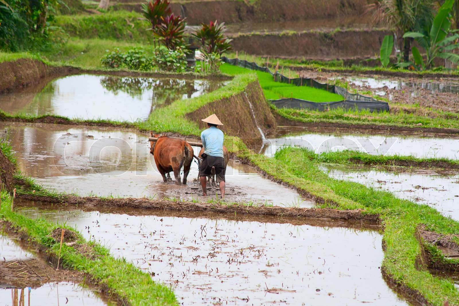 Rice field | Stock image | Colourbox
