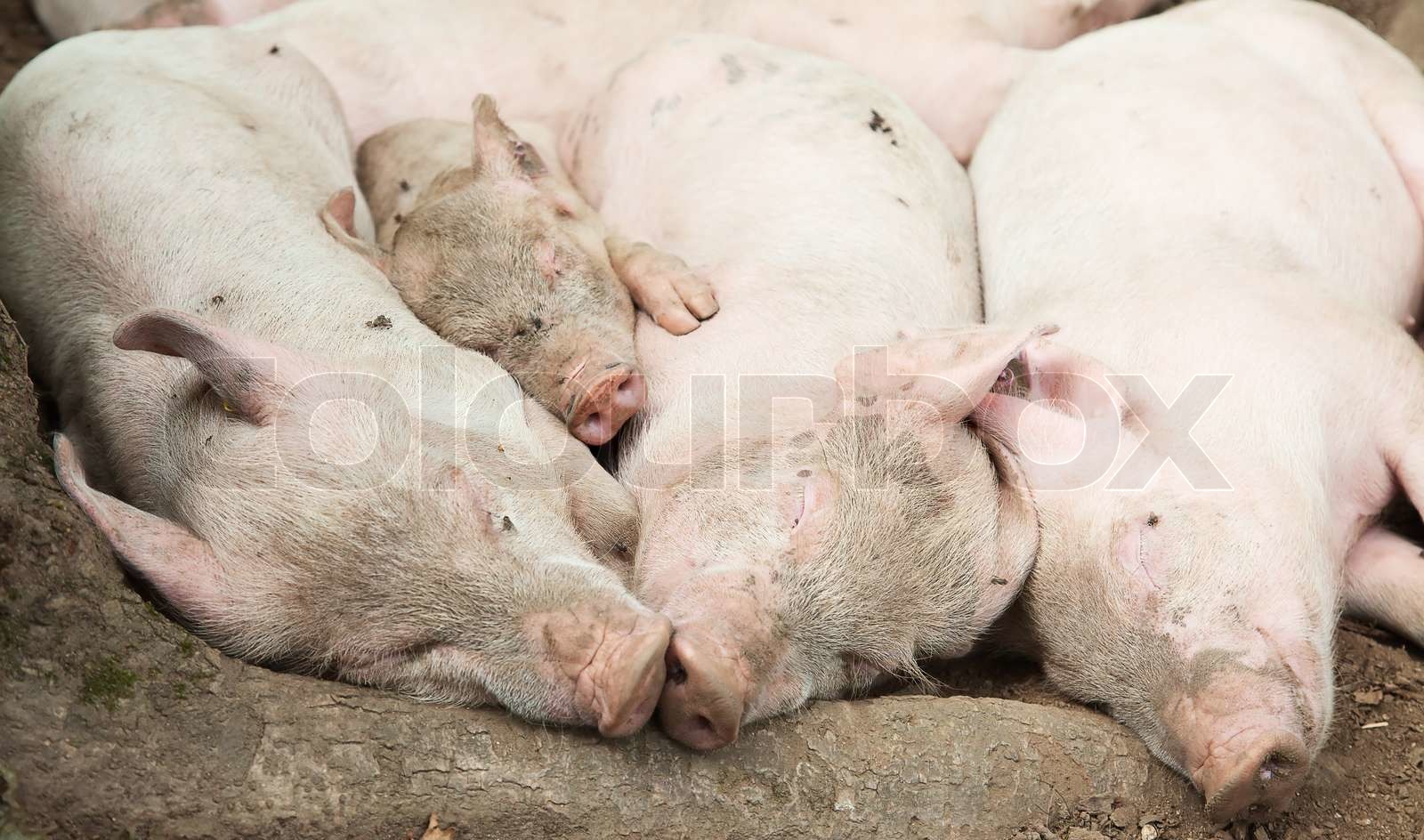 swine family | Stock image | Colourbox