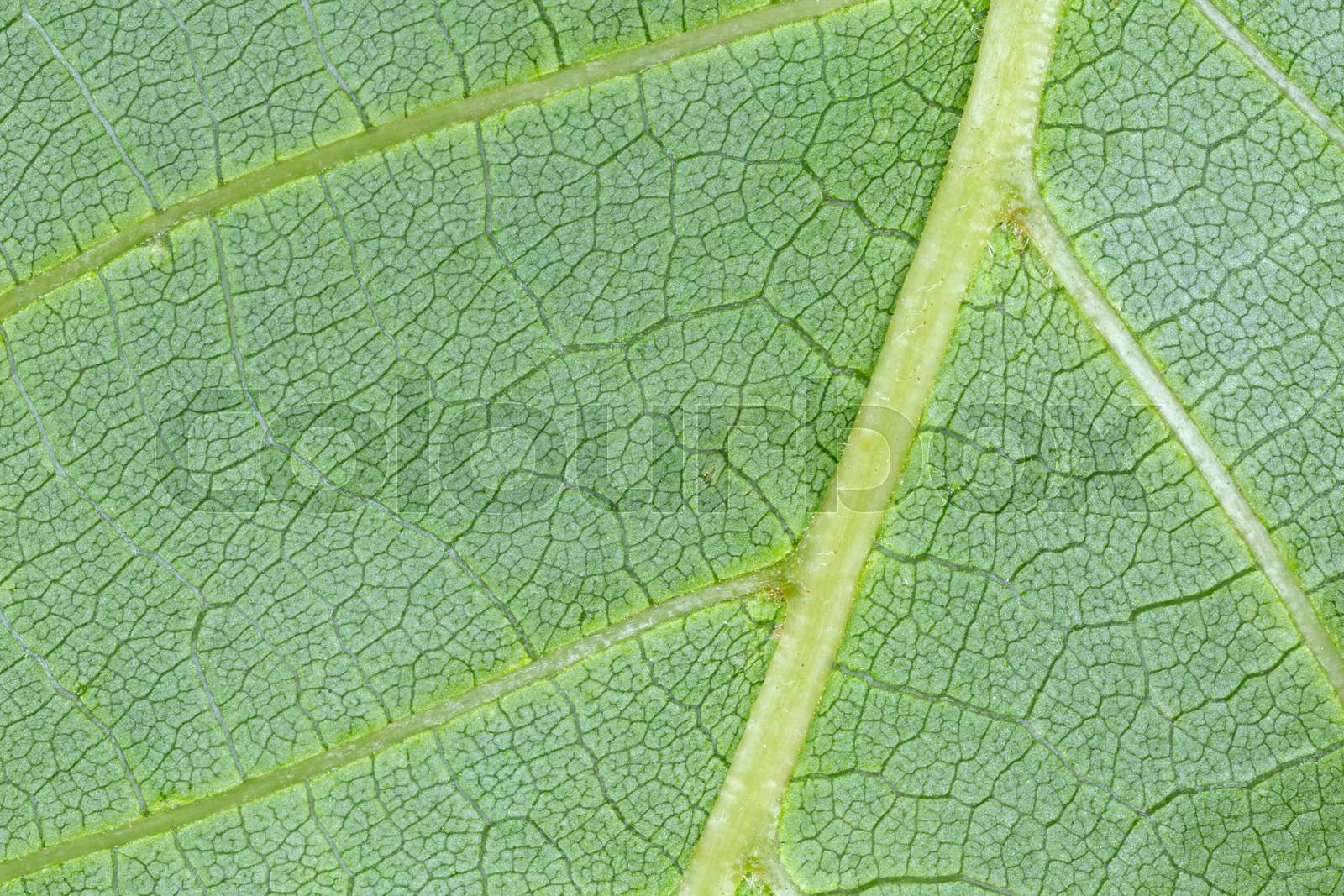 back side of green leaf texture | Stock image | Colourbox