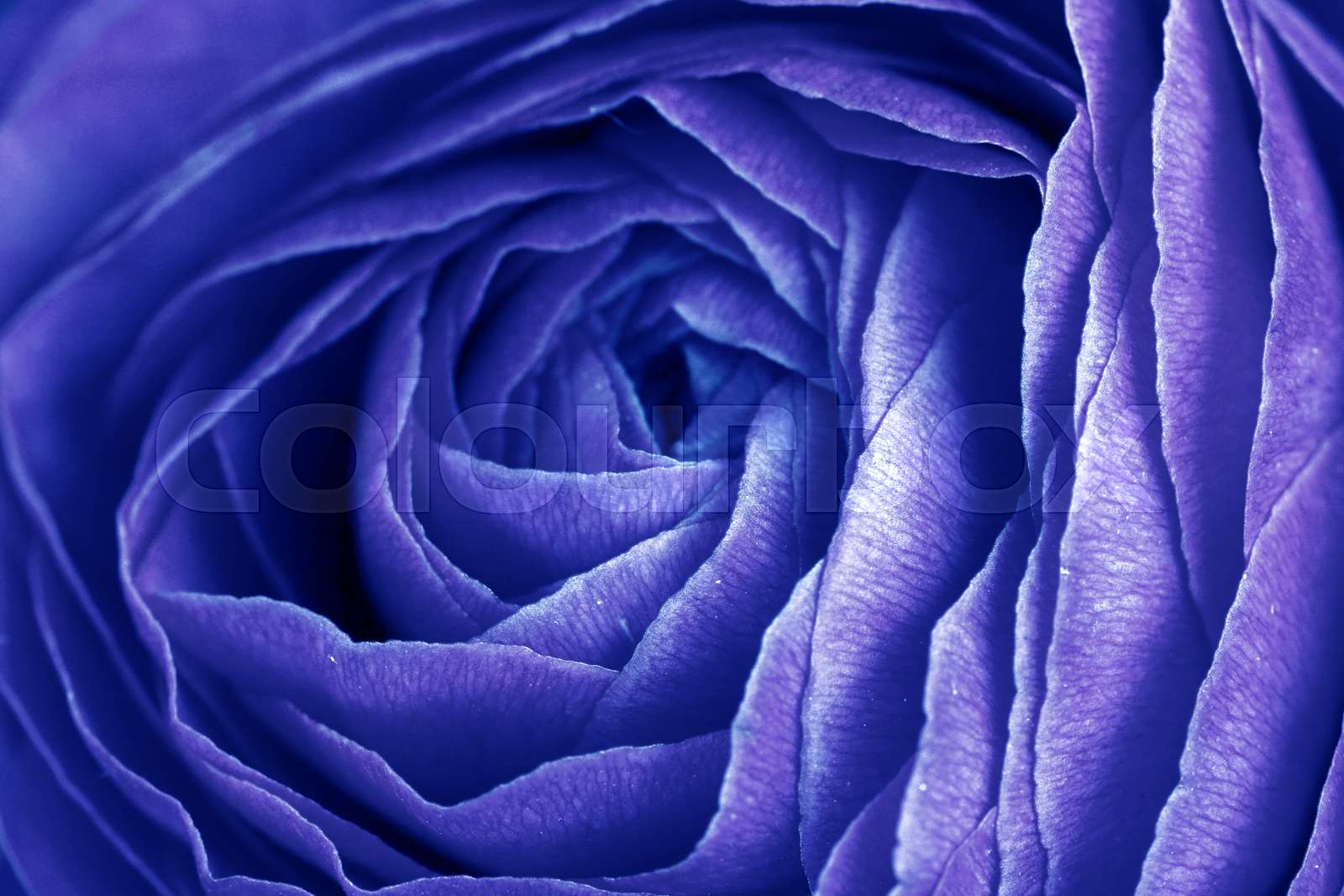 flower, garden, shine | Stock image | Colourbox