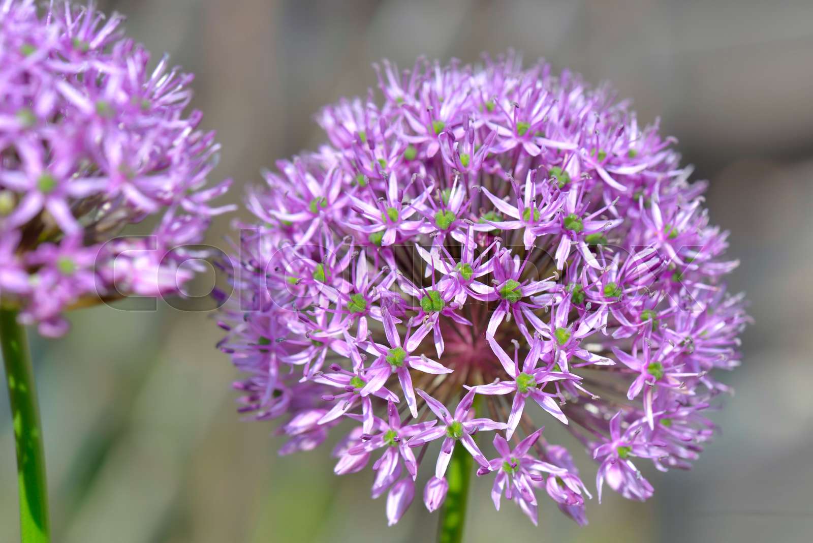 closeup on pink round flower of ornamental garlic blomming in the ...