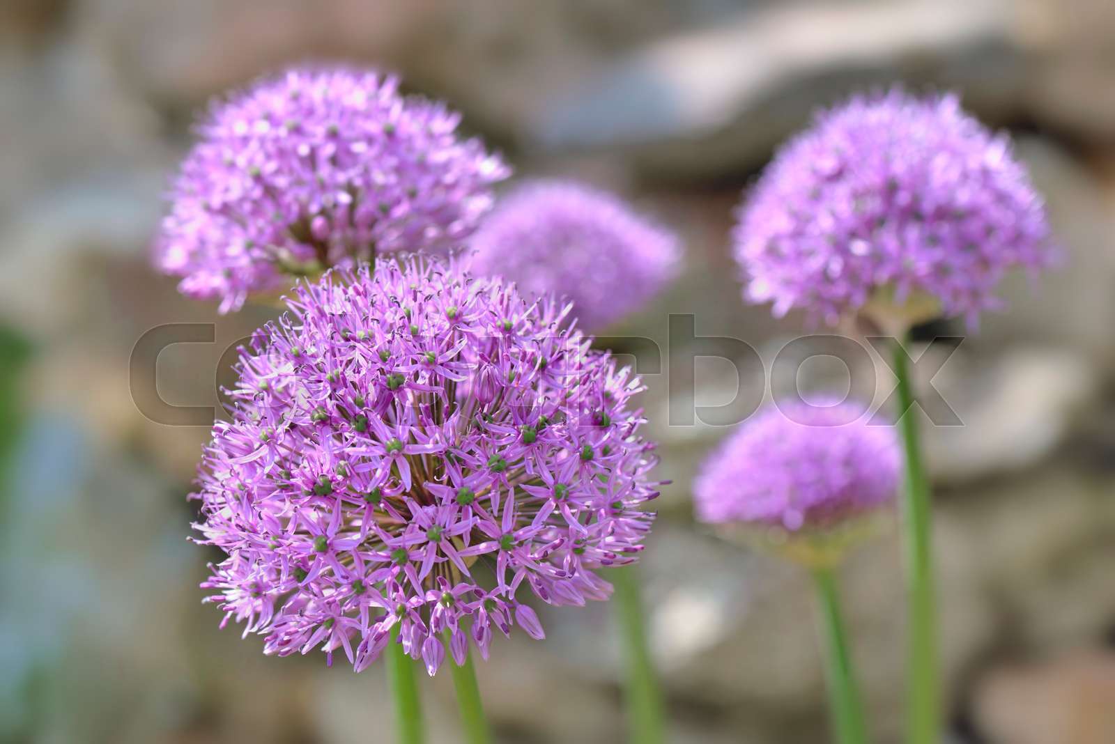 closeup on pink round flower of ornamental garlic blomming in the ...