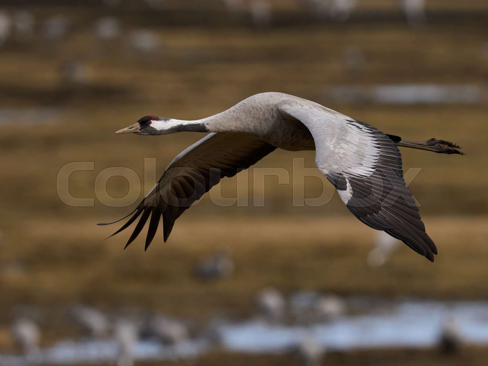 Common crane (Grus grus) | Stock image | Colourbox