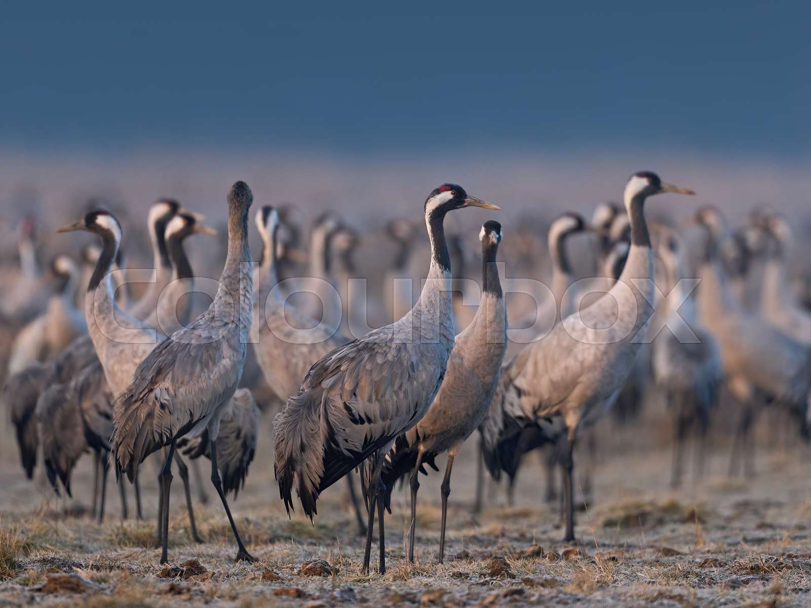 Common crane (Grus grus) | Stock image | Colourbox